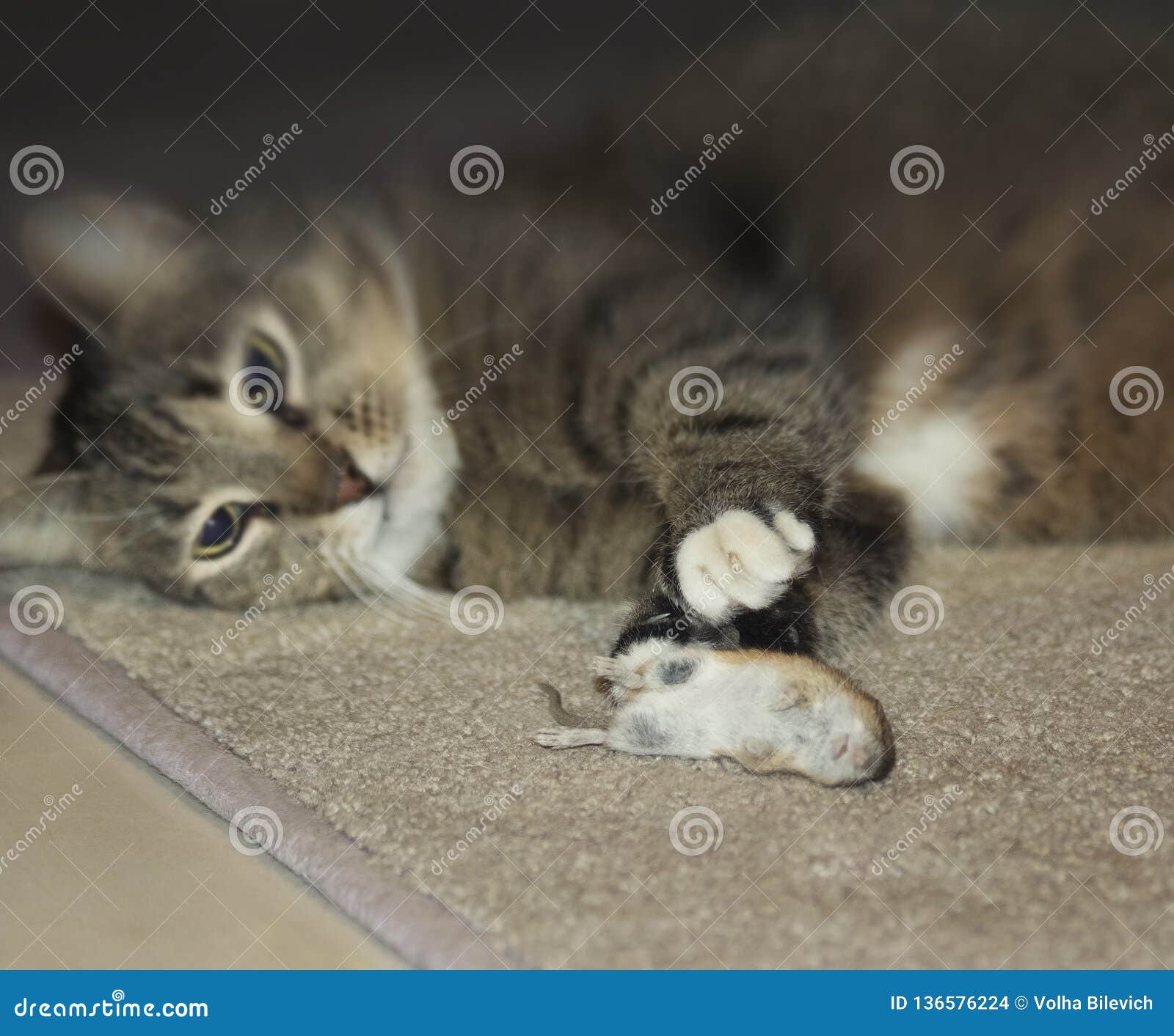 Funny Beautiful Cat Playing with a Mouse. Selective Focus. Focus on ...
