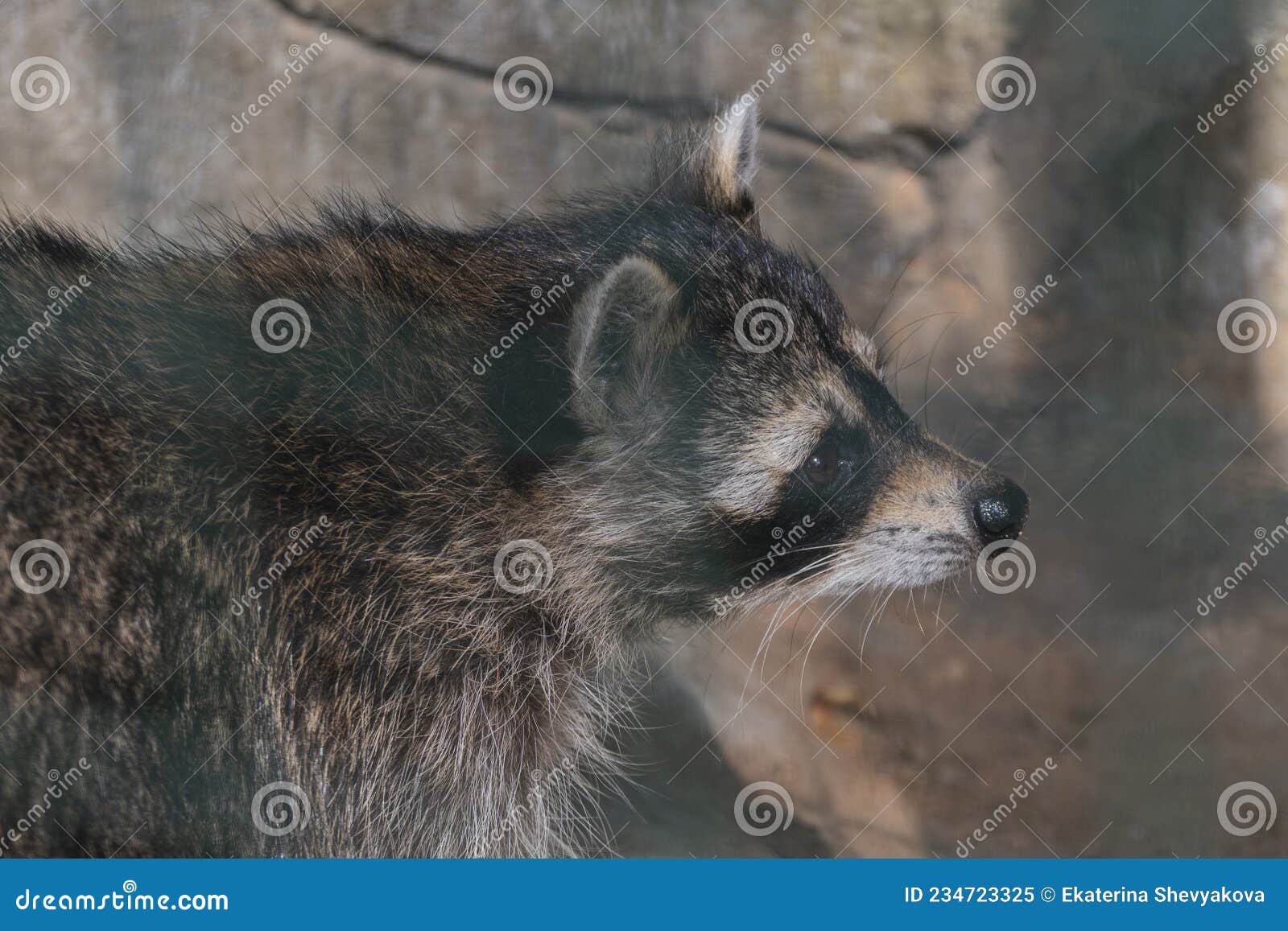 Funny Beautiful Fluffy Cute Raccoon Stock Image - Image of common ...
