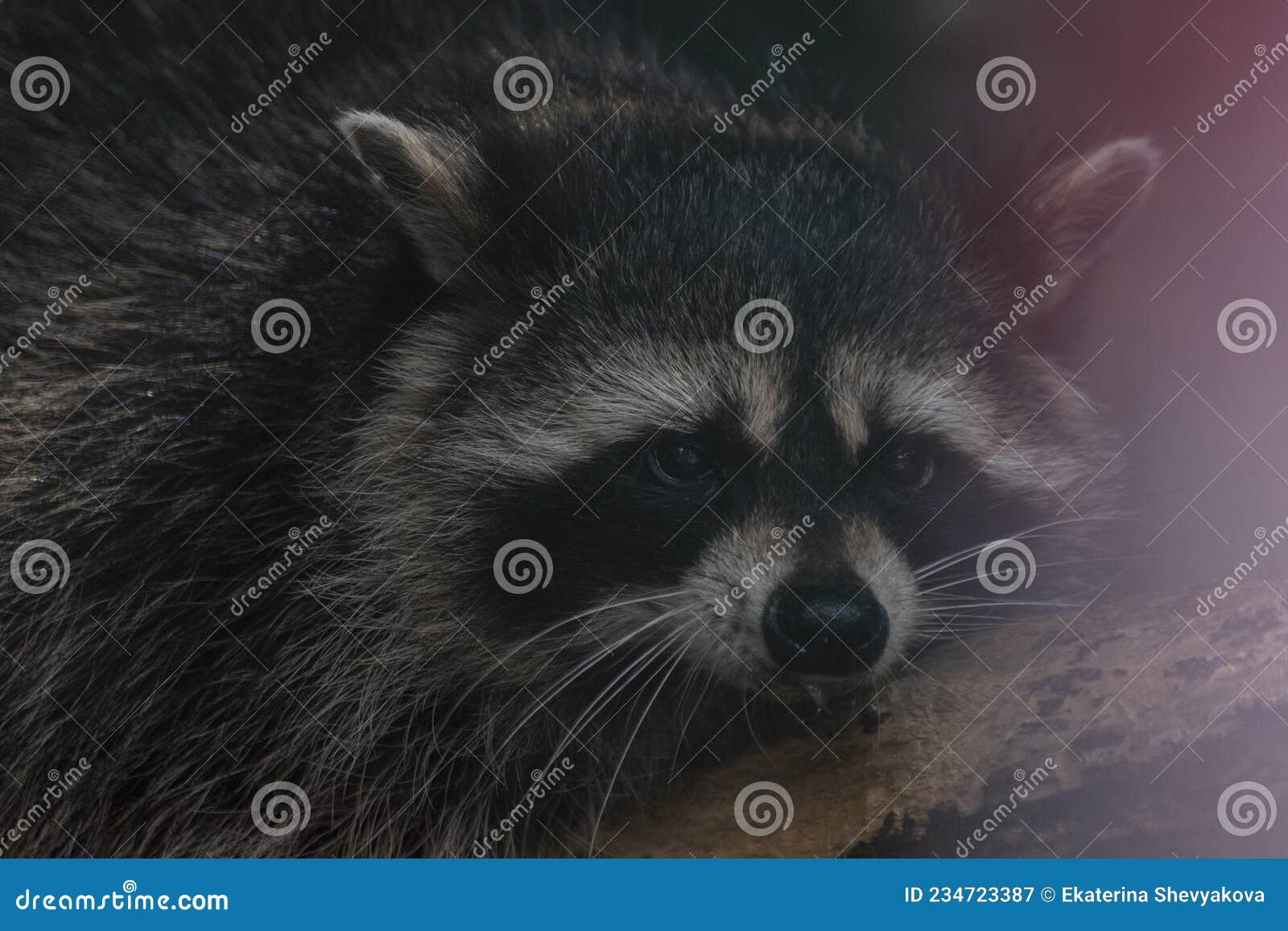 Funny Beautiful Fluffy Cute Raccoon Stock Image - Image of raccoons ...