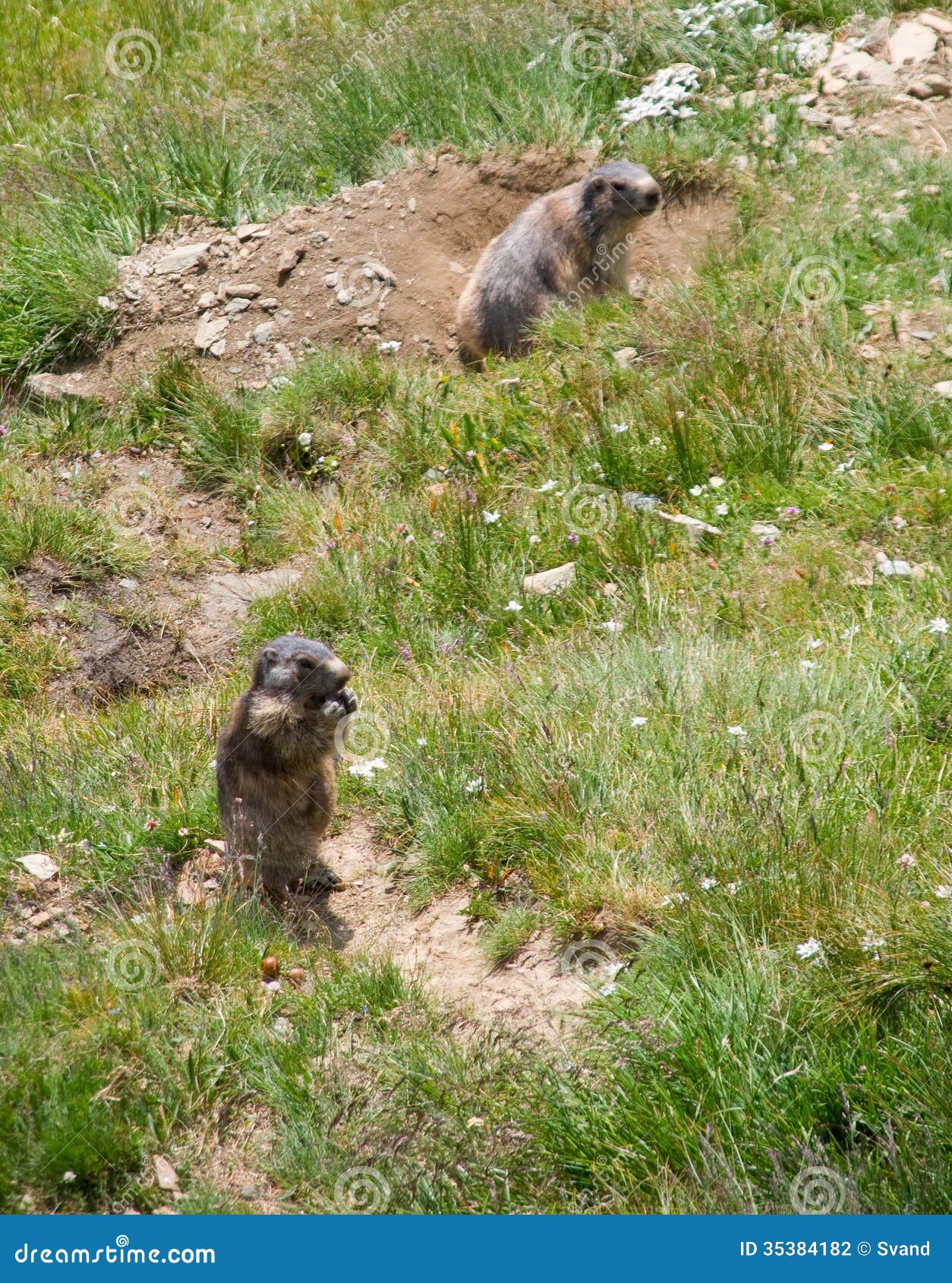 Funny Beautiful Marmot in Alps Stock Photo - Image of rodent, blue ...