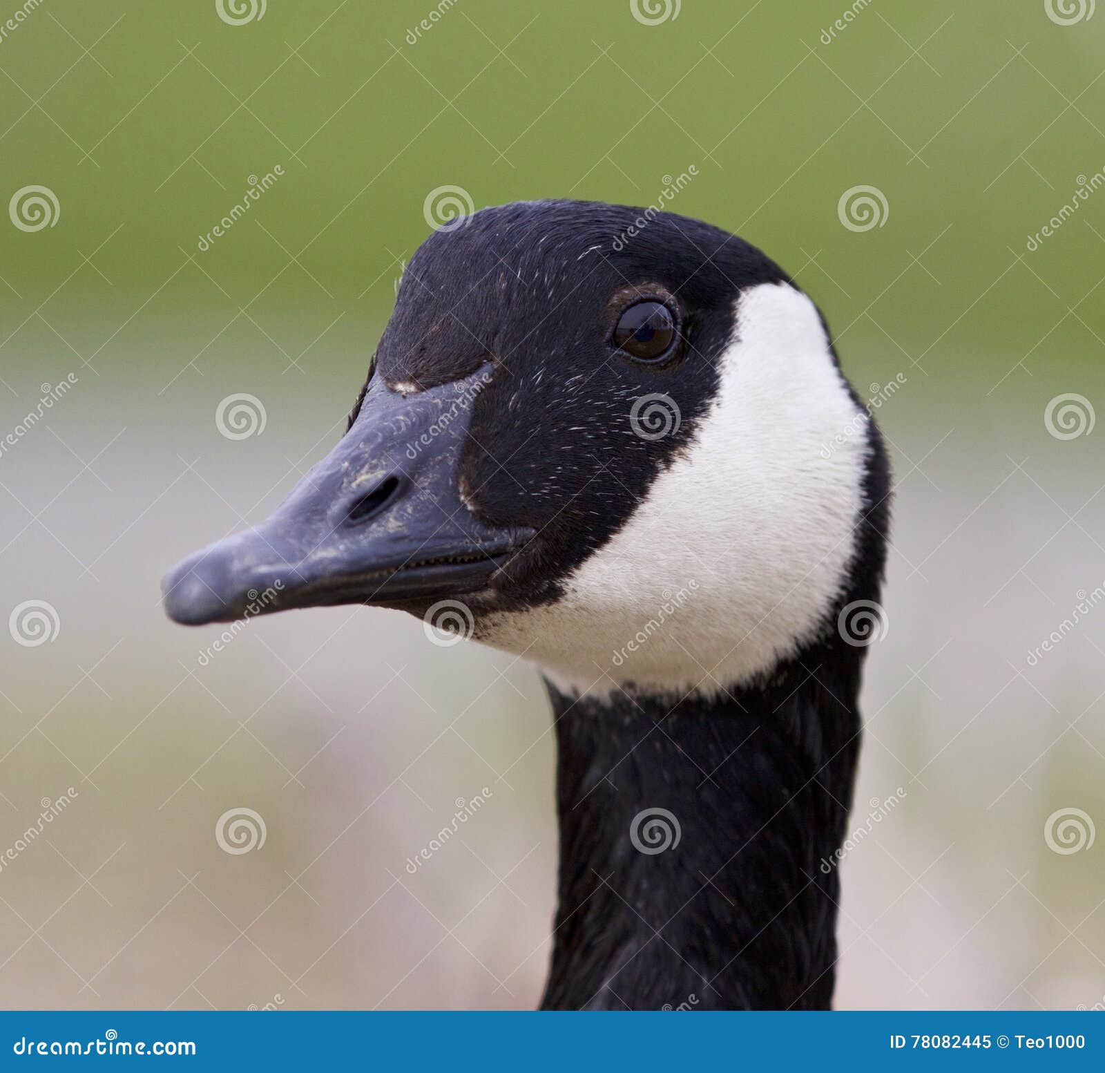 Funny Beautiful Portrait of a Canada Goose Stock Image - Image of ...