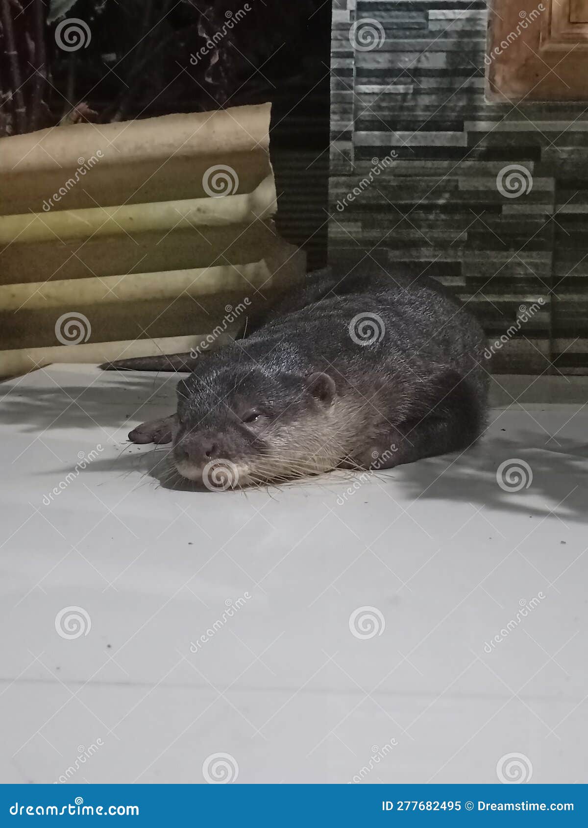 Funny Beaver Behavior when You Want To Sleep Stock Image - Image of ...