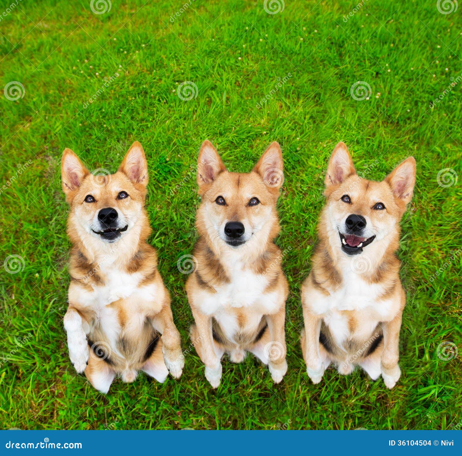 Begging dog stock photo. Image of trick, breed, looking - 36104504