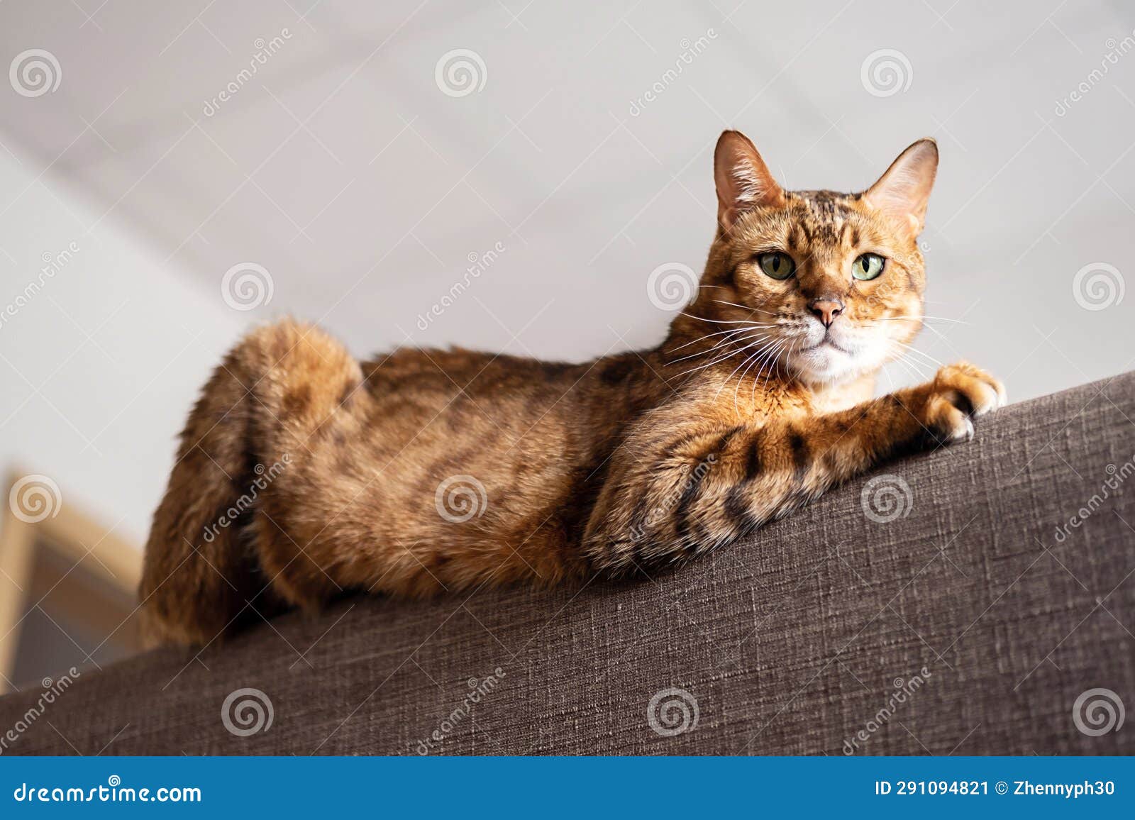 Funny Bengal Cat Lying on Back of Couch Stock Image - Image of ...