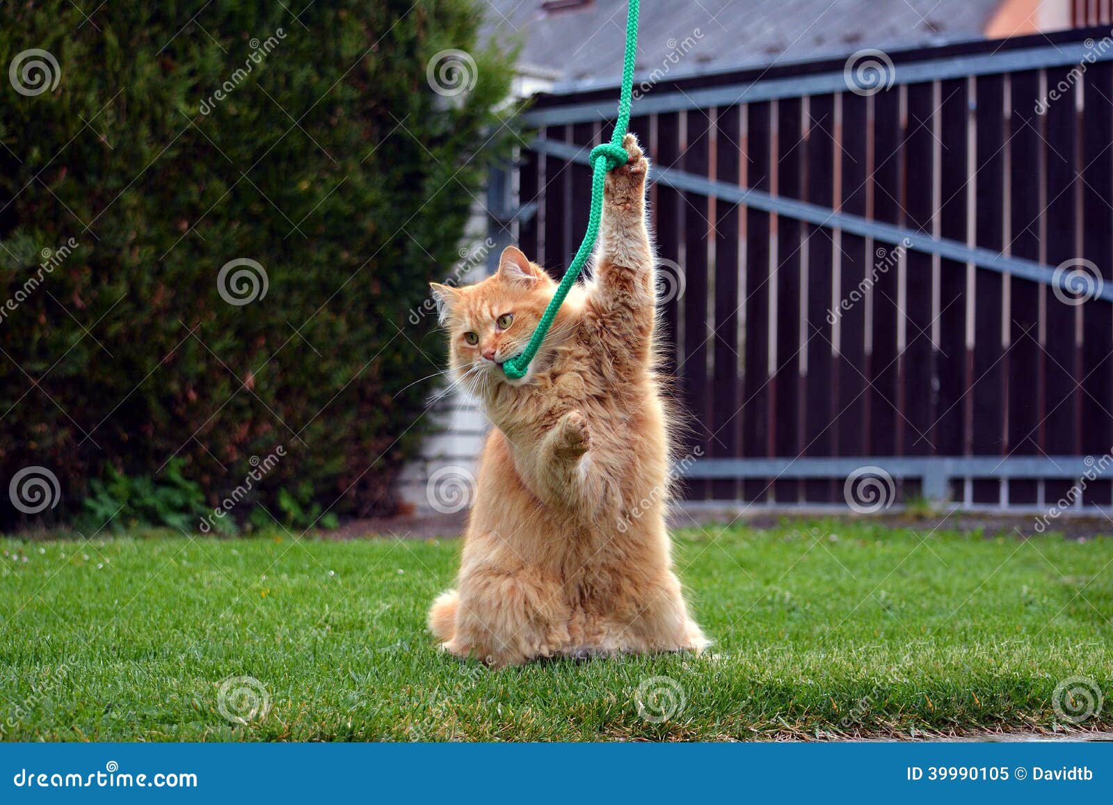 Funny Big Ginger Cat Playing Game Stock Image - Image of animal, nature ...