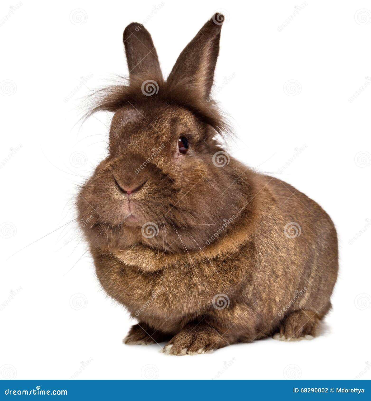 Funny Big Head Chocolate Colored Lionhead Rabbit Stock Photo - Image of ...