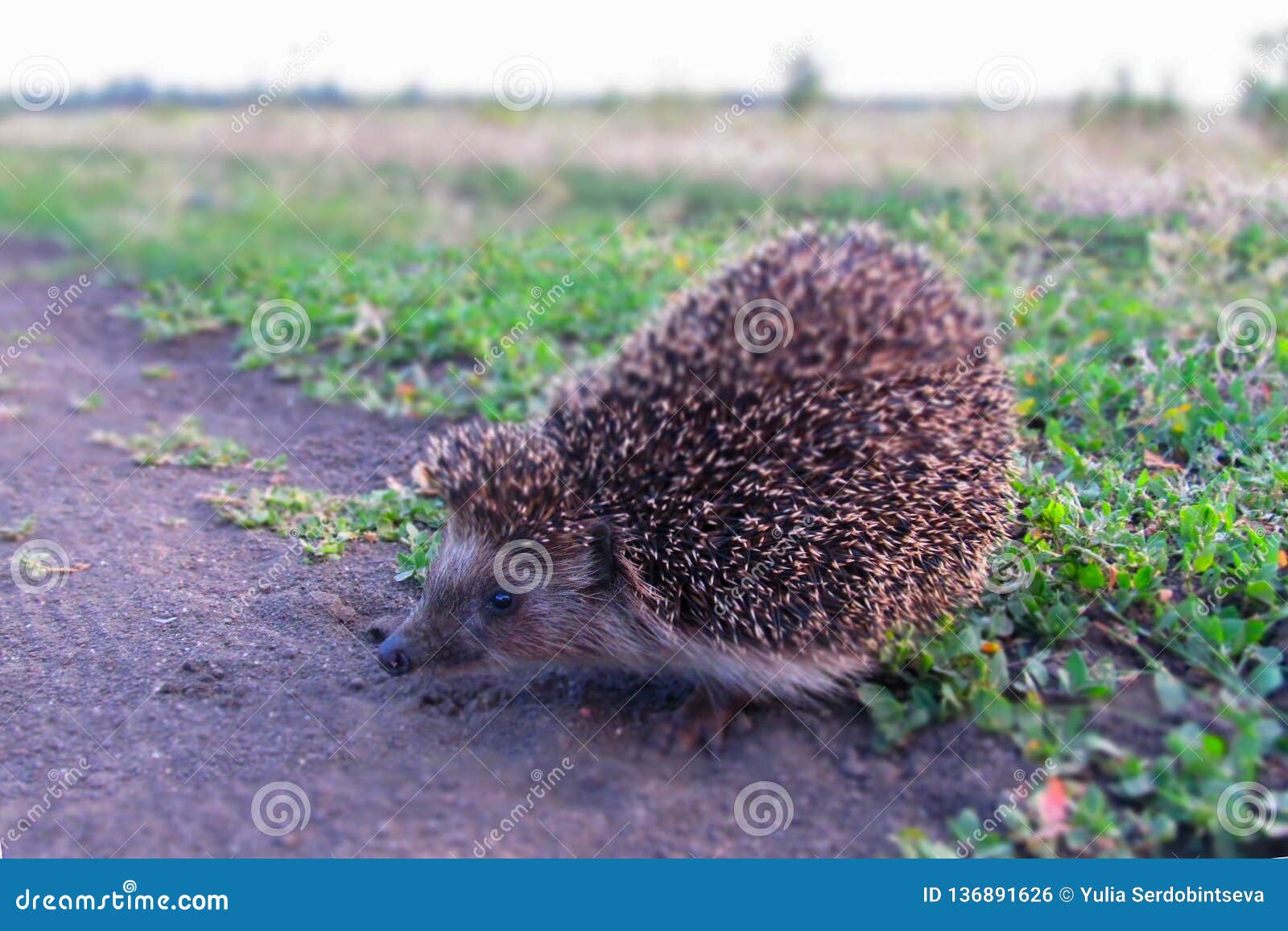 Funny Big Hedgehog Sitting Arched His Back on Green Grass Stock Photo ...