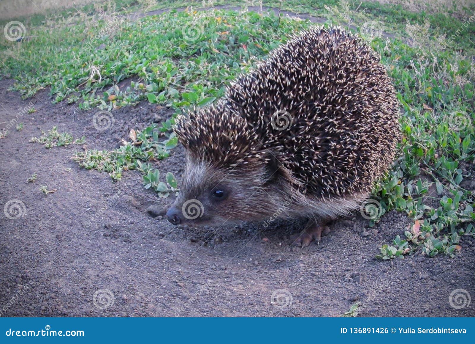 Funny Big Hedgehog Sitting on the Track Stock Photo - Image of mammal ...