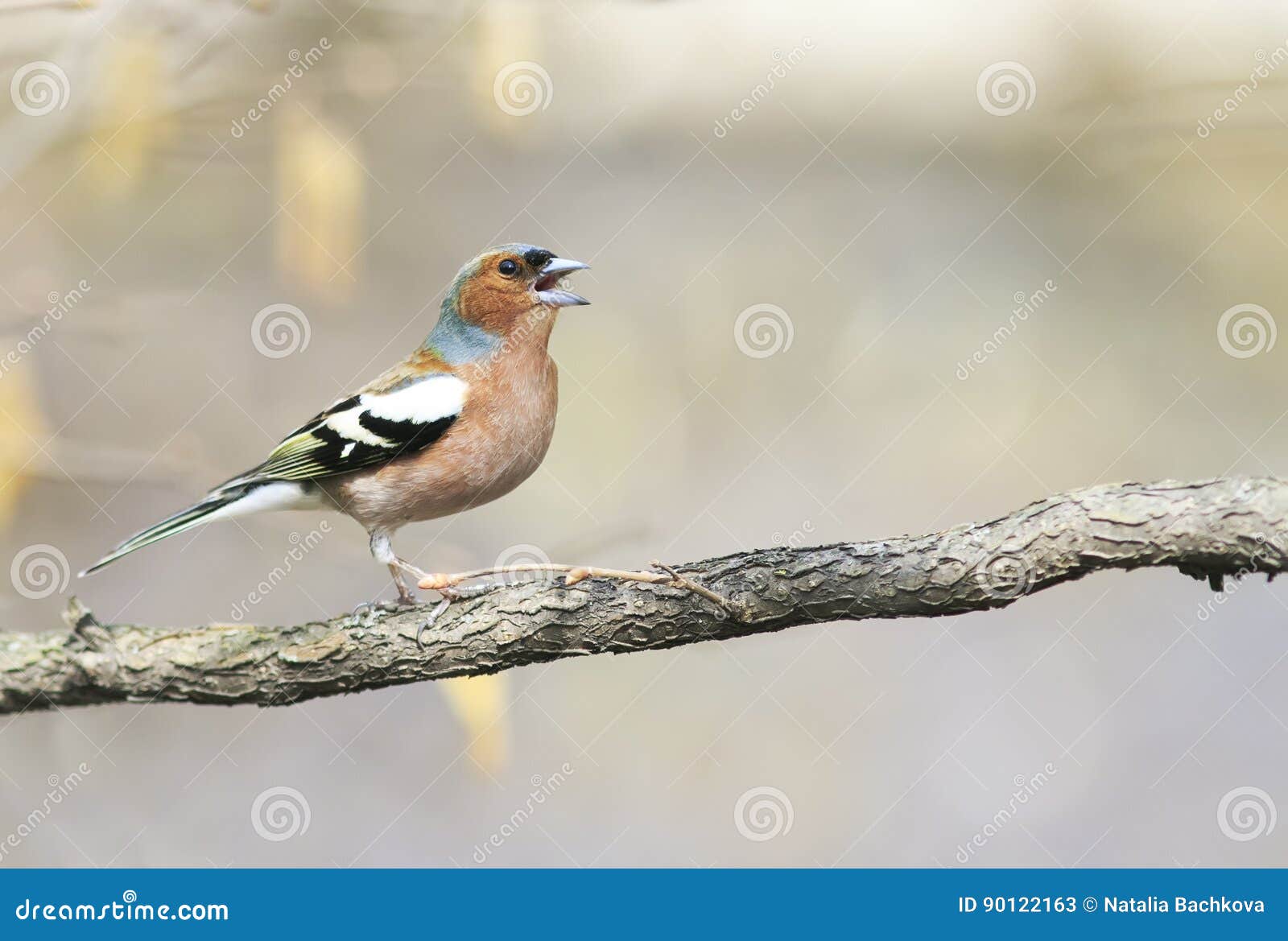 Funny Bird Chaffinch Leaping Singing the Song in Spring Park Stock ...