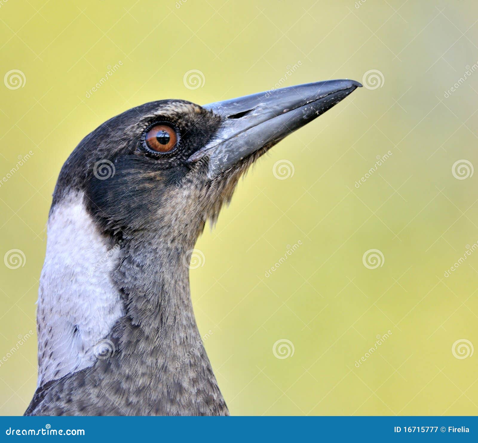 Low Key Bird Portrait Royalty-Free Stock Photo | CartoonDealer.com ...