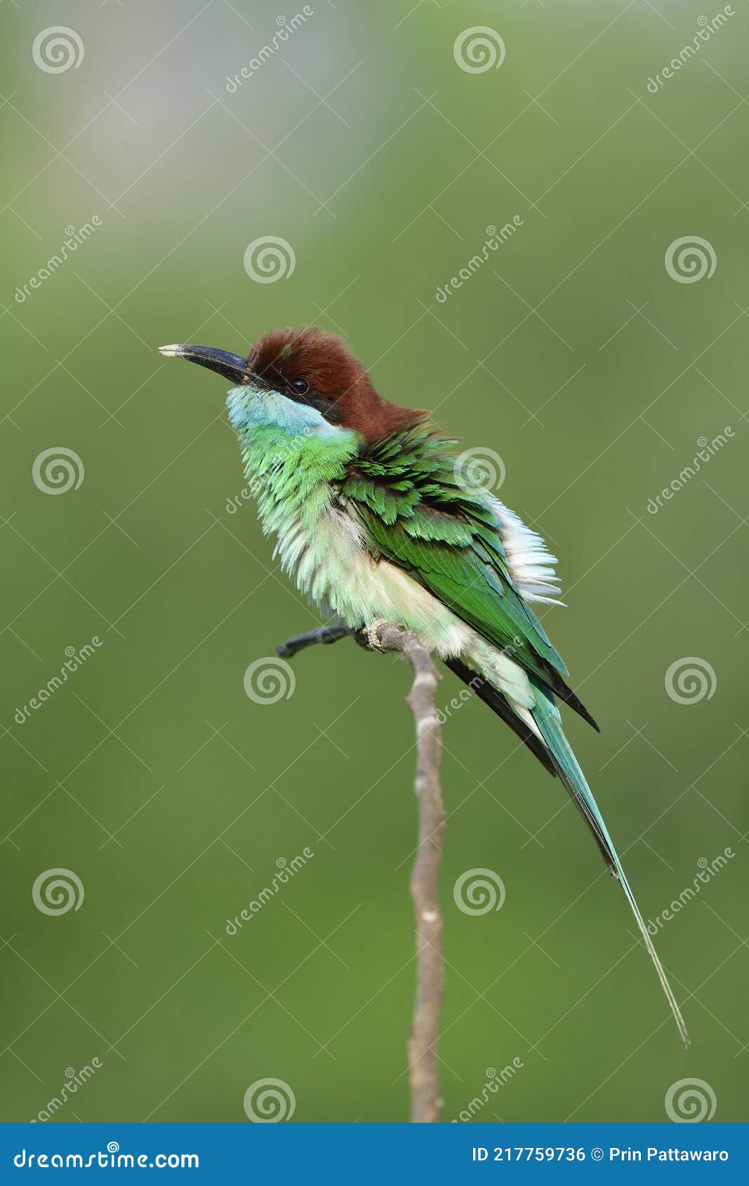 Funny Bird in Shaking Action while Perching on Thin Branch among Green ...
