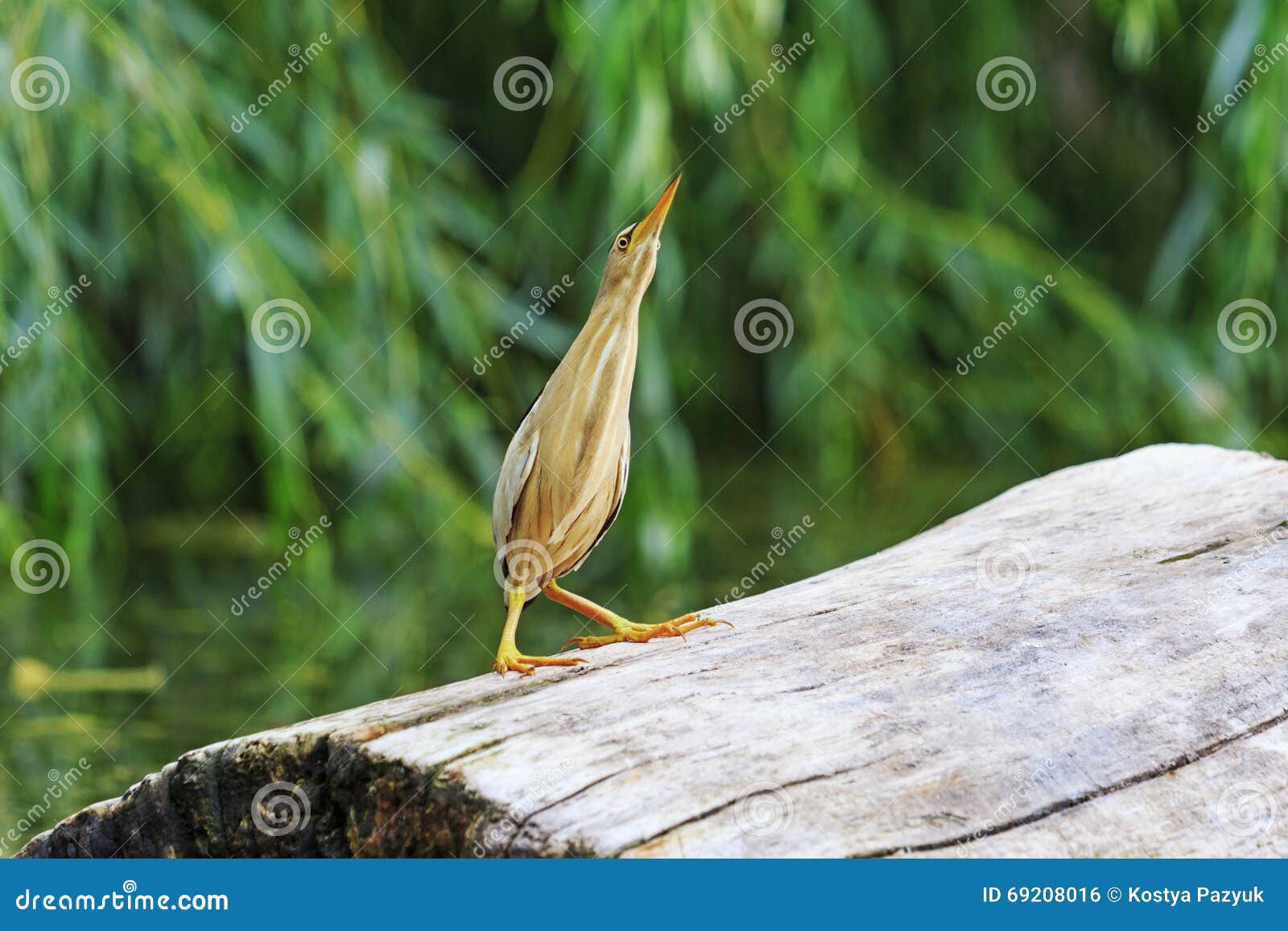 Funny bird on the stump stock photo. Image of pitic, bird - 69208016