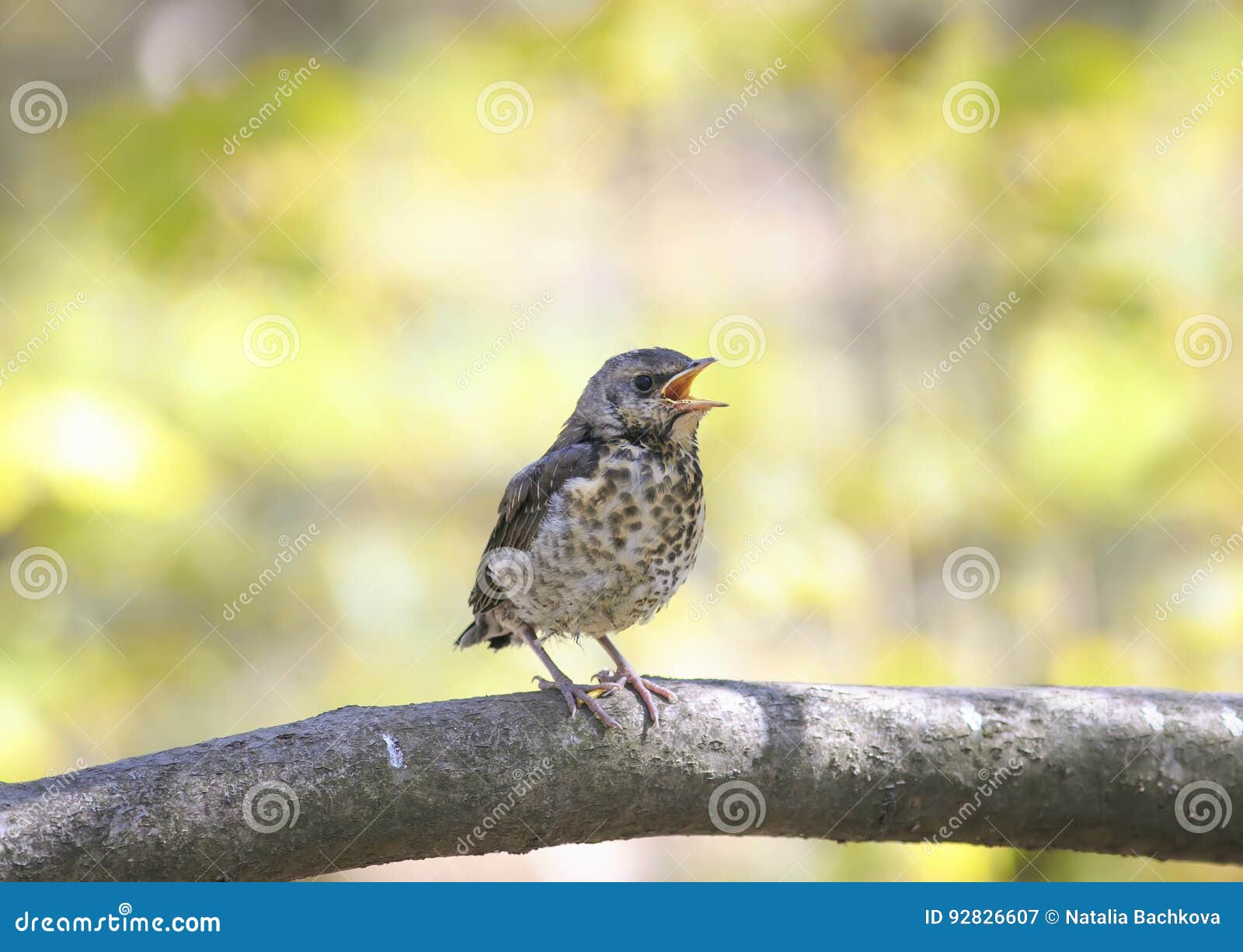 Funny Bird the Thrush is on the Tree, Revealing an Empty Beak Stock ...