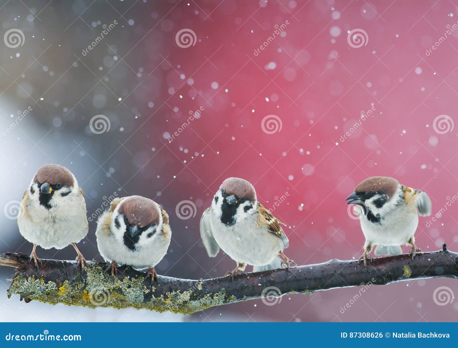 Funny Birds Funny Arguing in a Park during a Snowfall Stock Photo ...