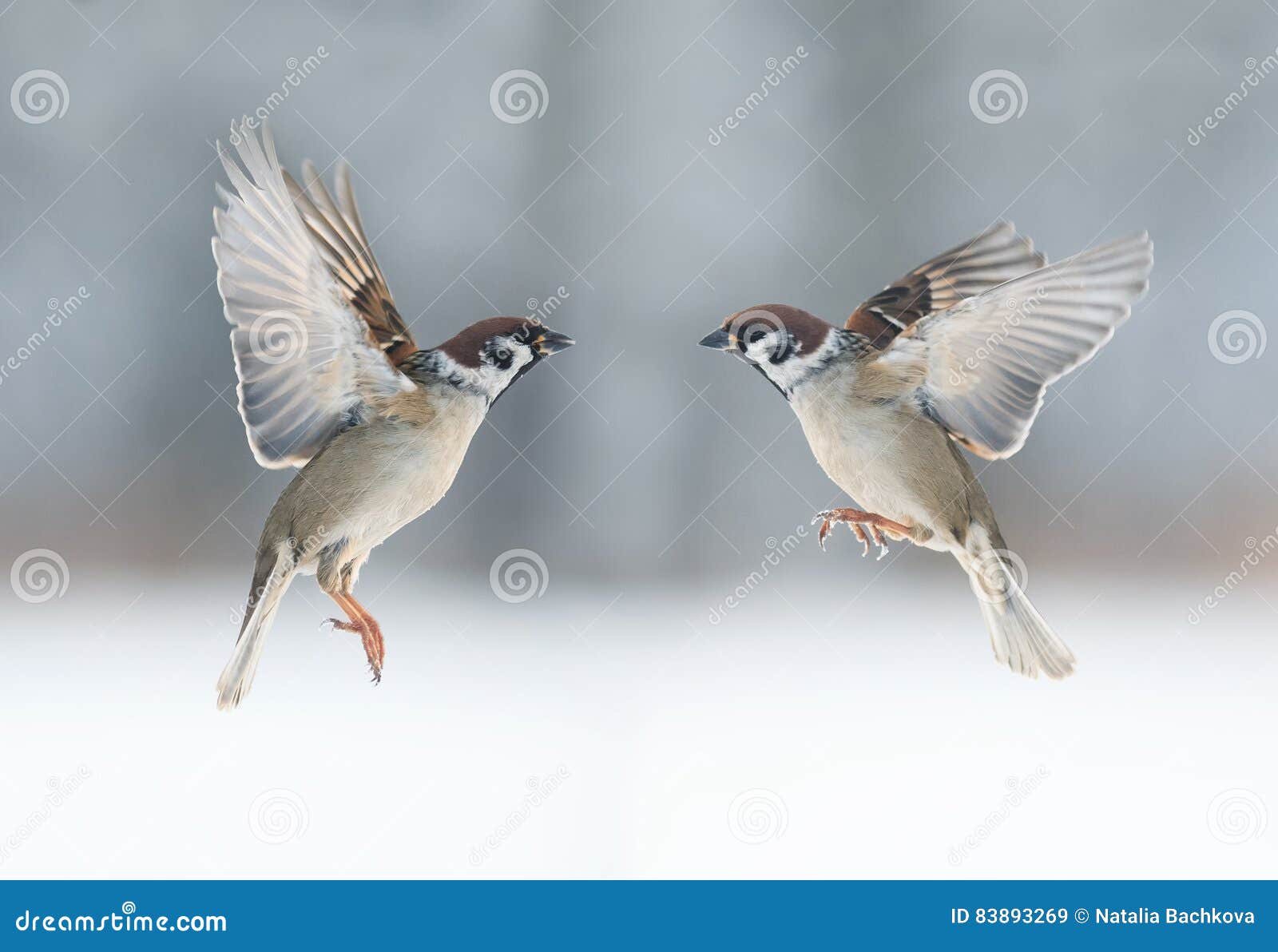 Funny Birds Sparrows Are Flying Towards Each Other, Wings Spread ...