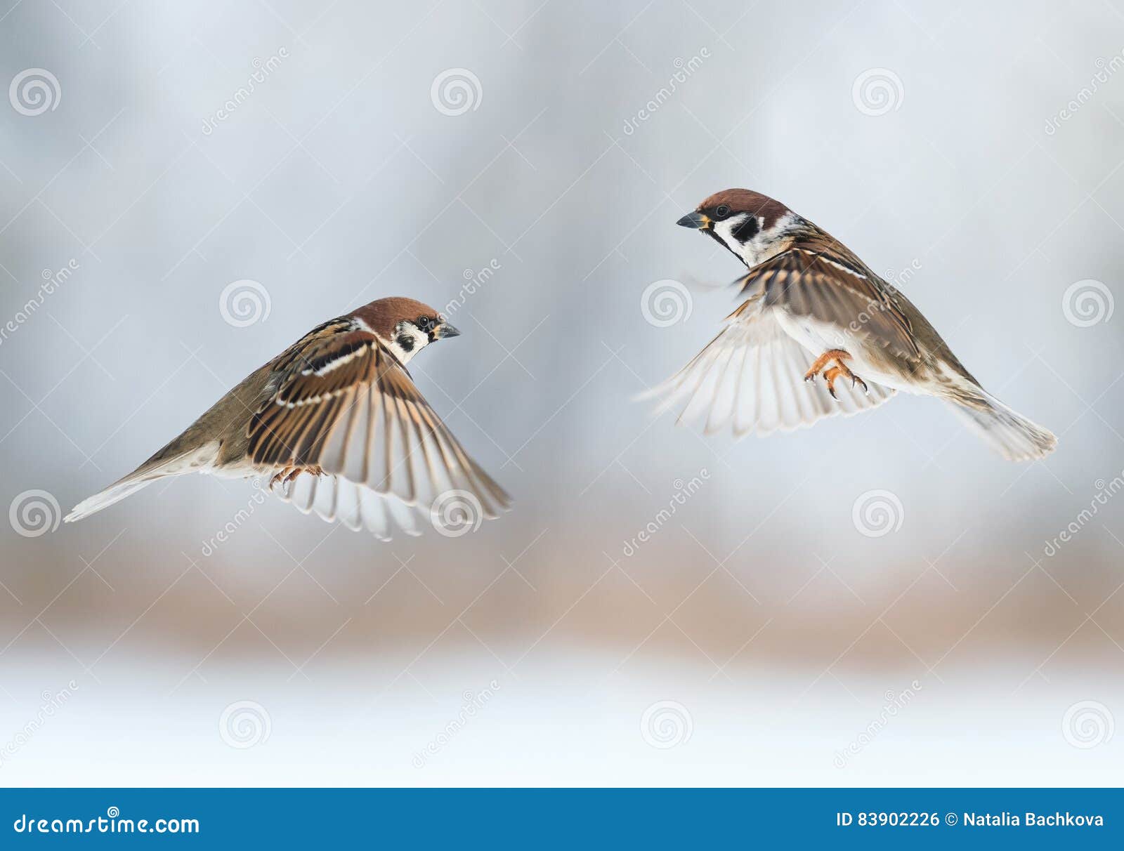 Funny Birds Sparrows are Flying Towards Each Other, Wings Spread Stock ...