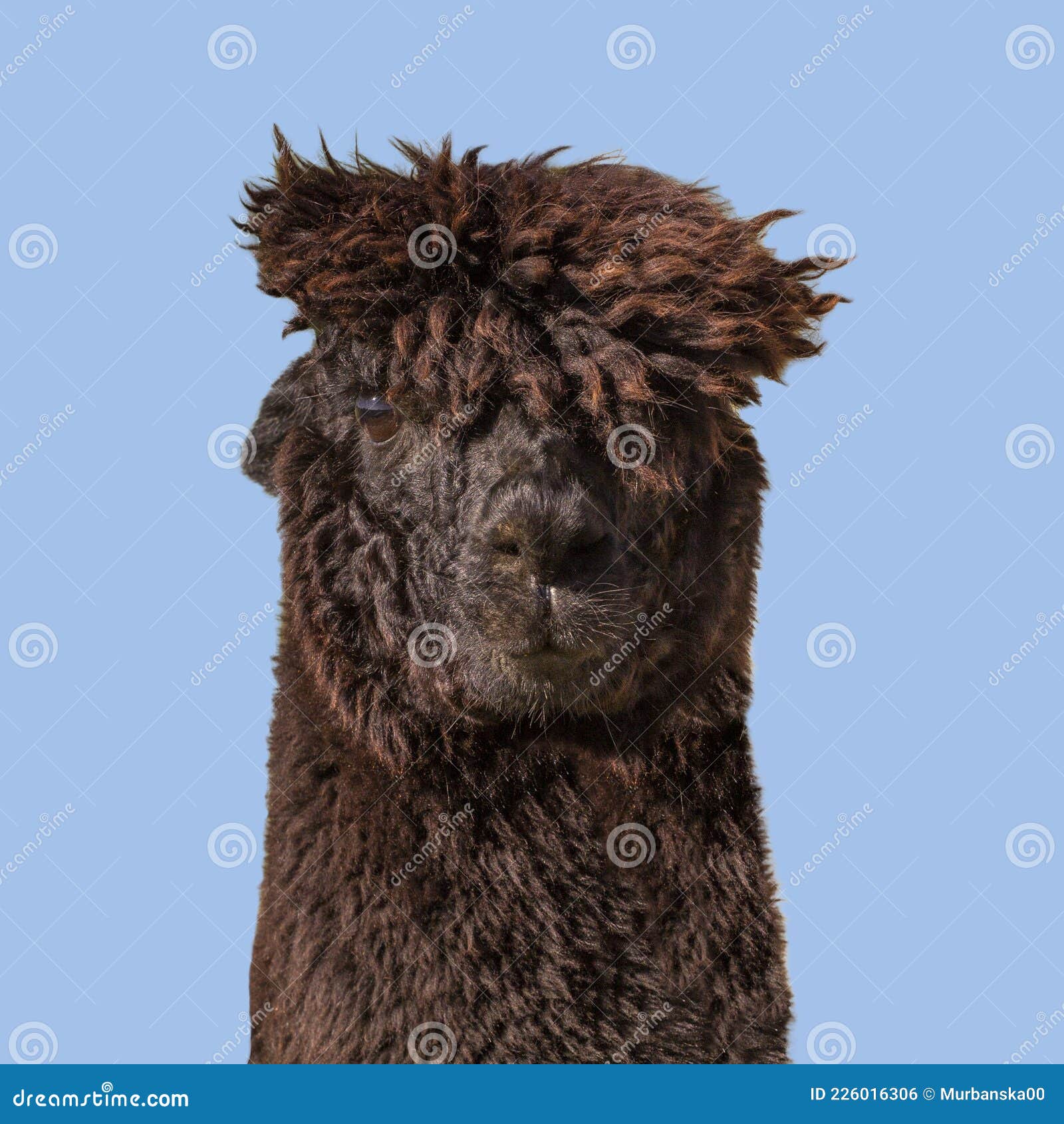 Alpaca Headshot Stock Image | CartoonDealer.com #36798703