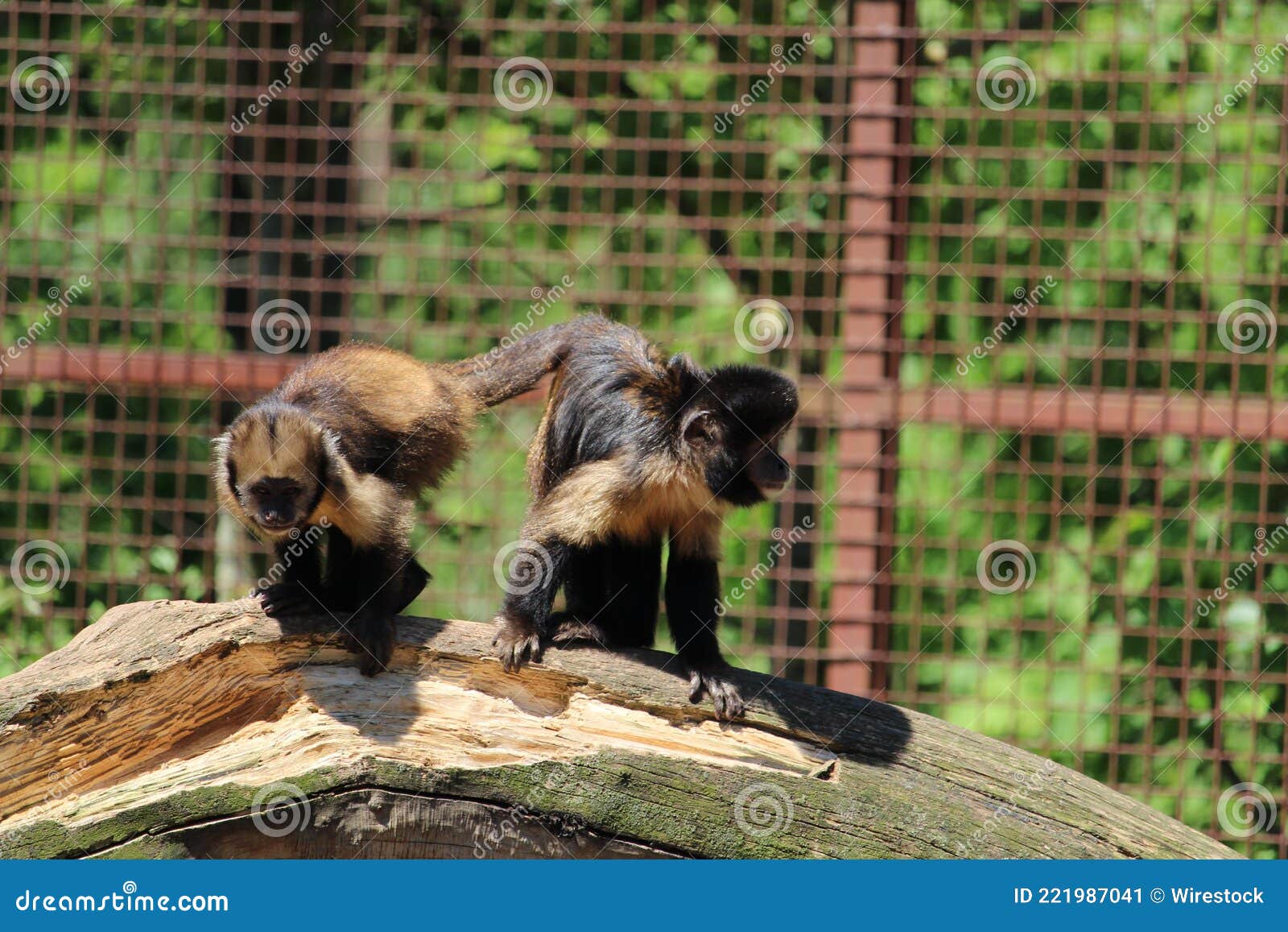 The Black Capuchin Sapajus Nigritus Also Known As The Black-horned ...