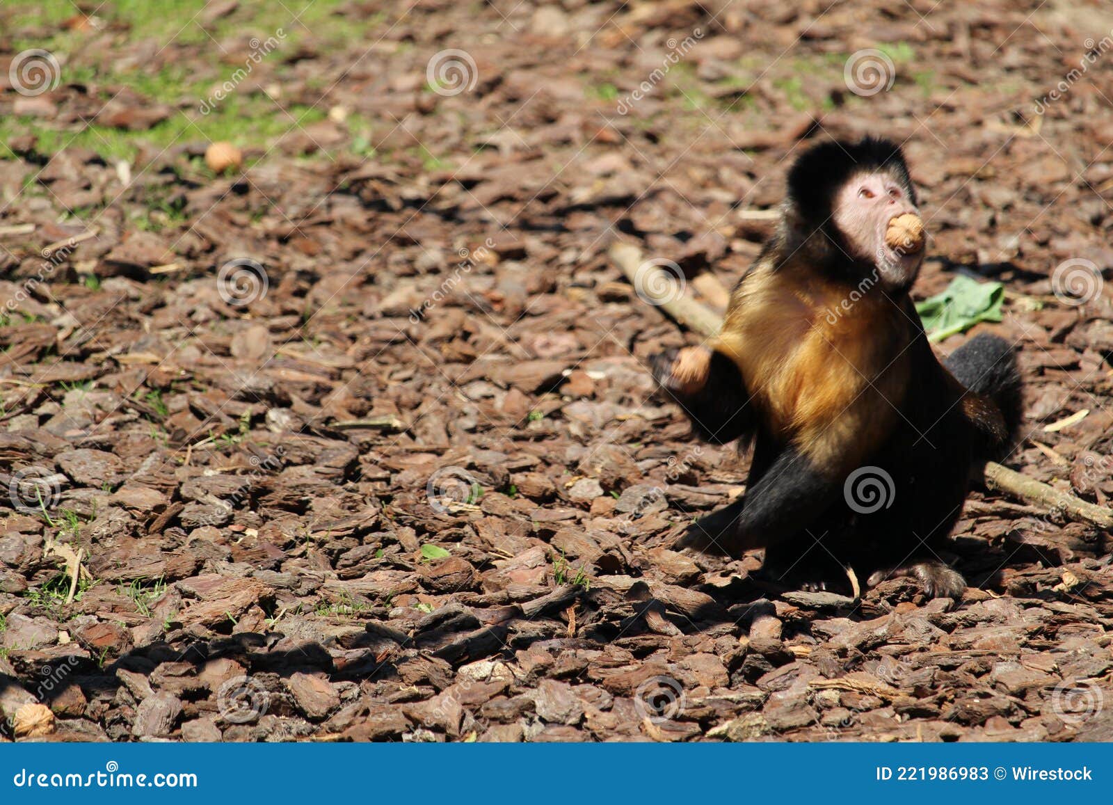 Funny Black Capuchin with a Nut in the Mouth Sitting on the Ground ...