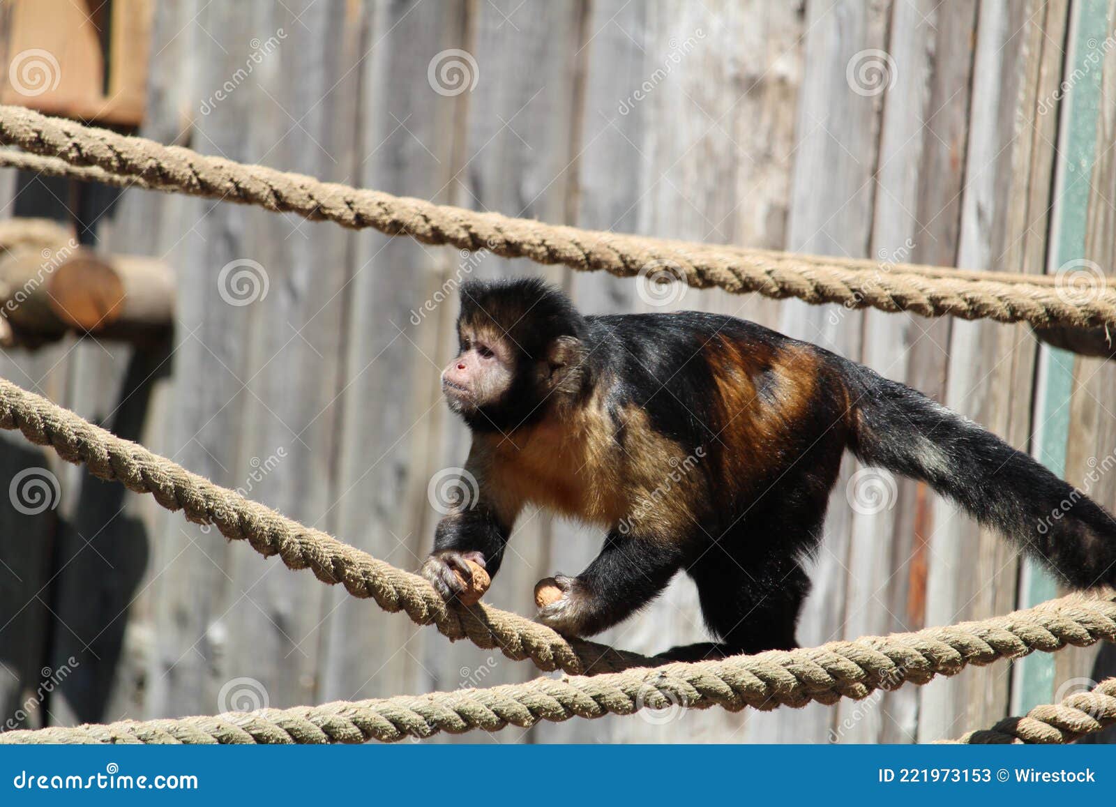 Funny Black Capuchin with a Tail is Crawling on the Ropes Stock Image ...