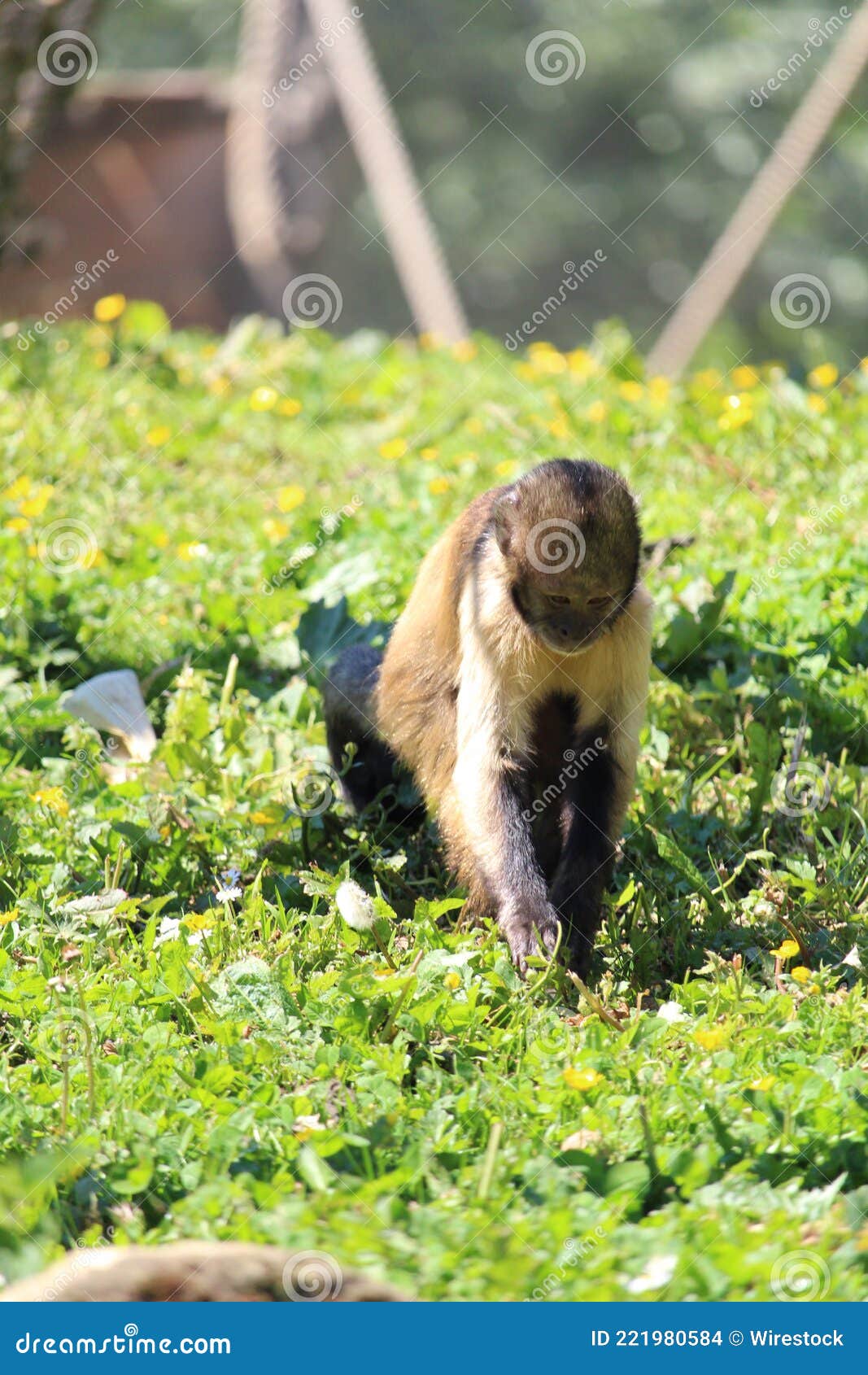 Funny Black Capuchin Wandering on the Grass in the Park Stock Photo ...
