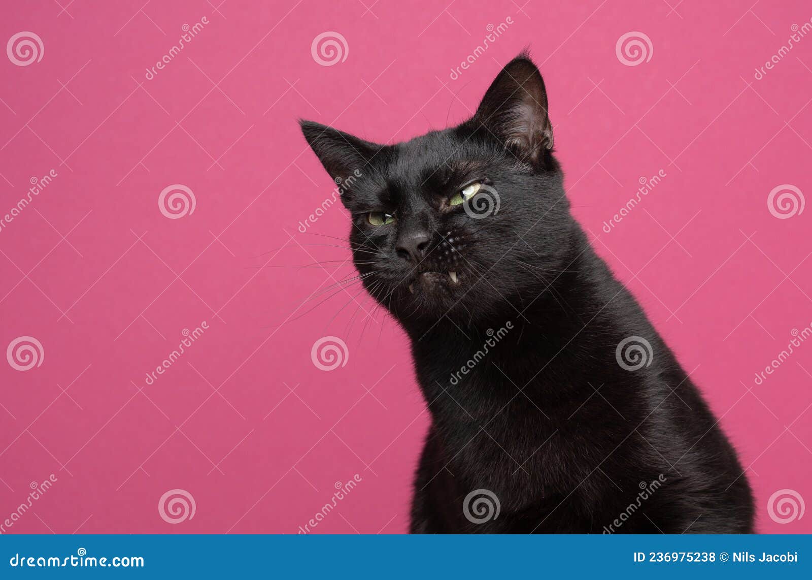 Funny Black Cat Making Angry Face on Pink Background Stock Photo ...
