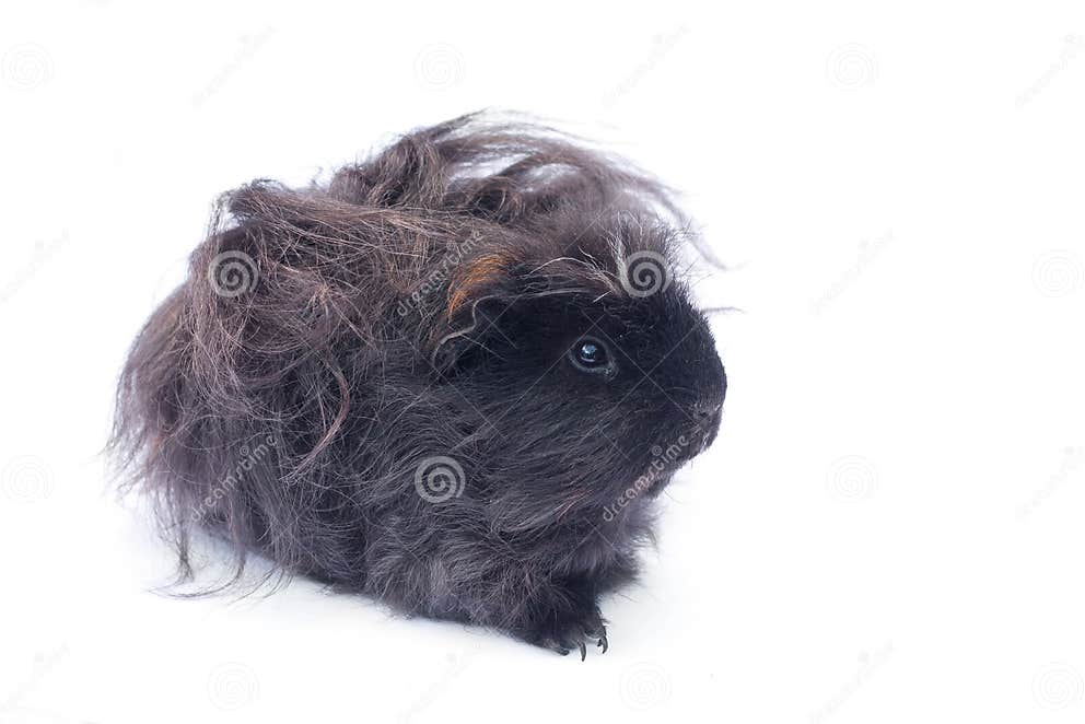Funny black cavy on white stock image. Image of cavie - 26418327