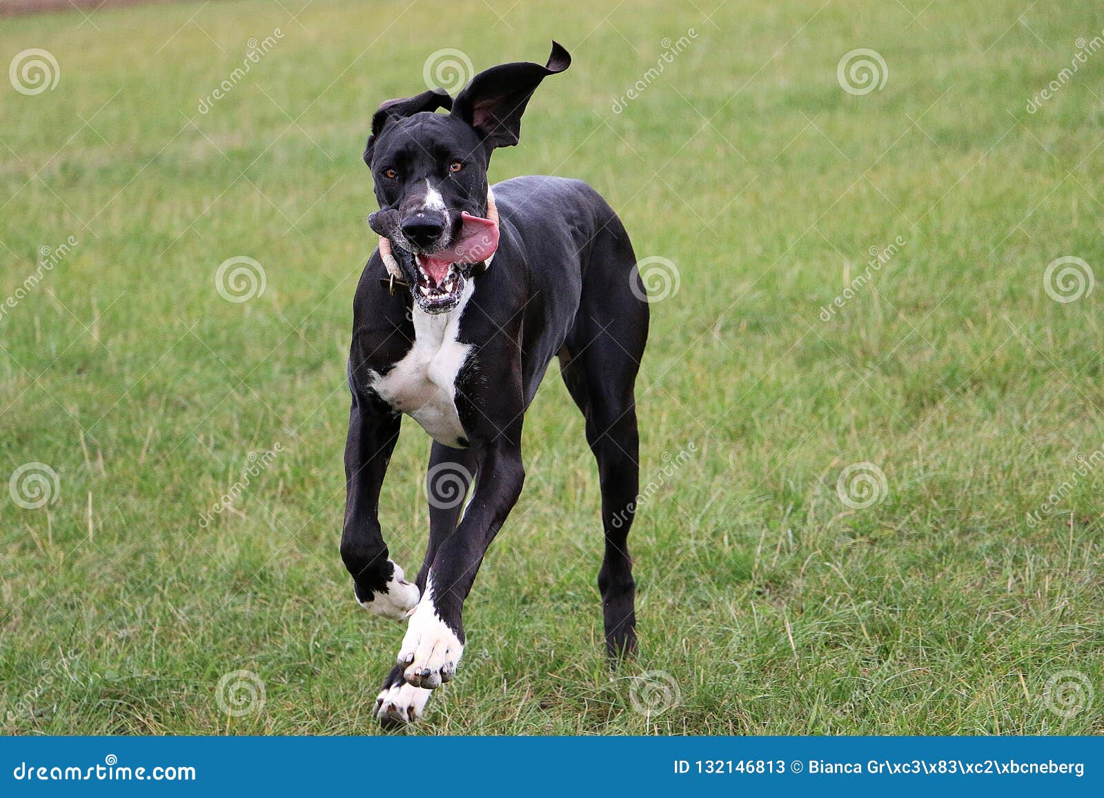 Running Black Great Dane in the Garden Stock Image - Image of large ...