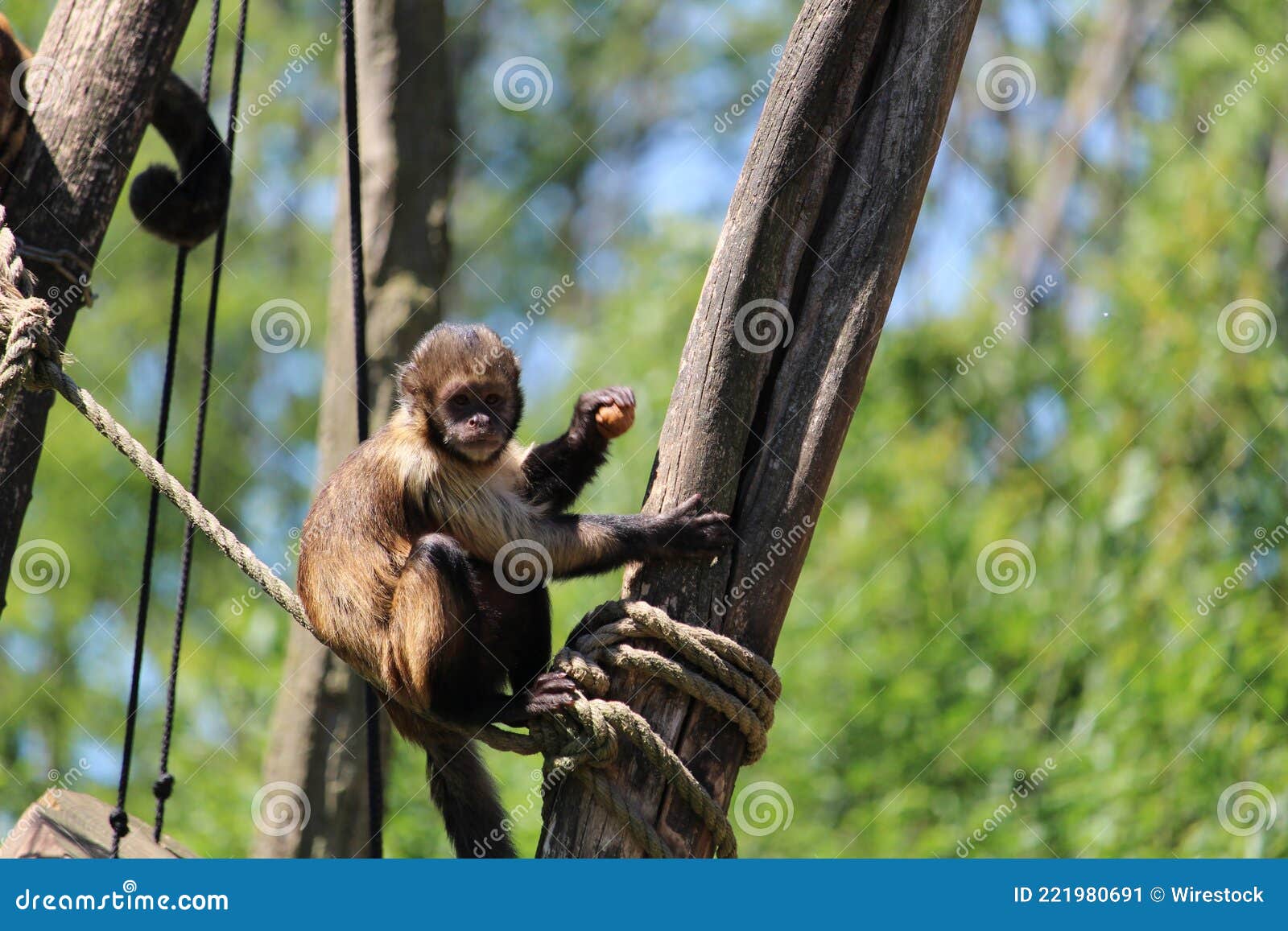 Funny Black-horned Capuchin Resting on the Tree Stock Image - Image of ...