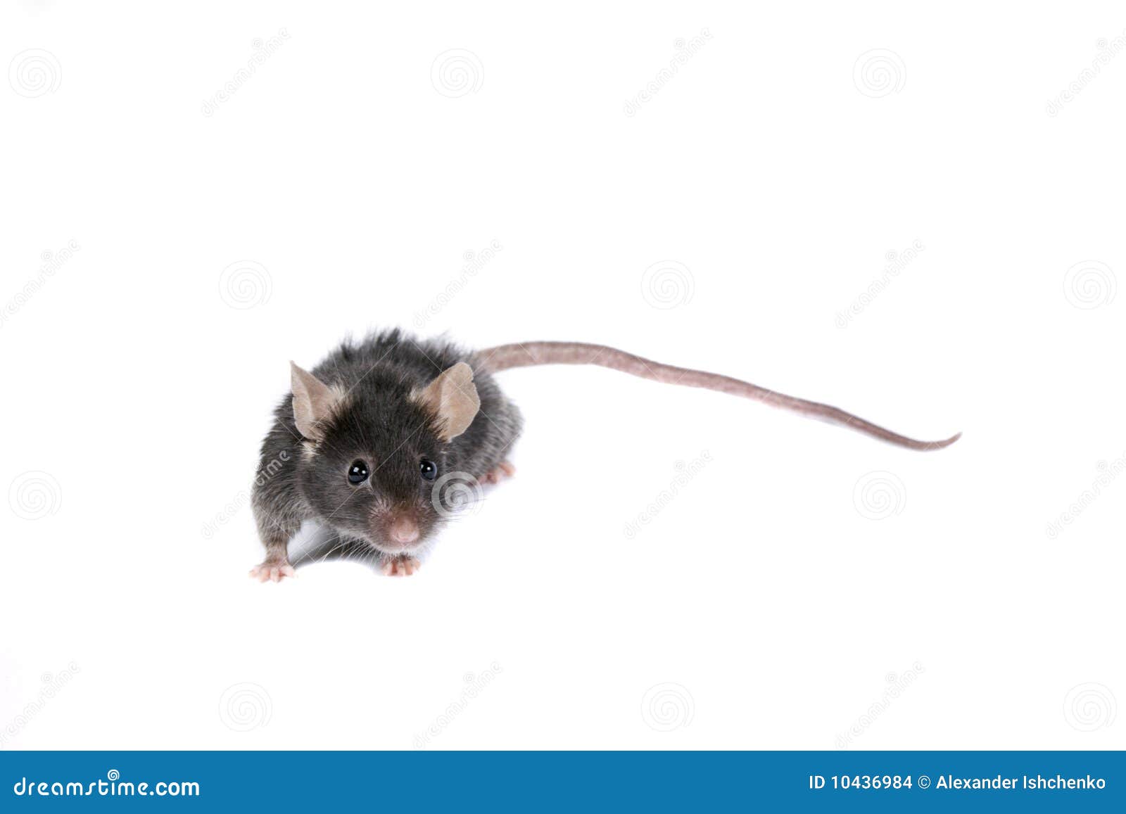 Funny black mouse. stock photo. Image of cheese, macro - 10436984