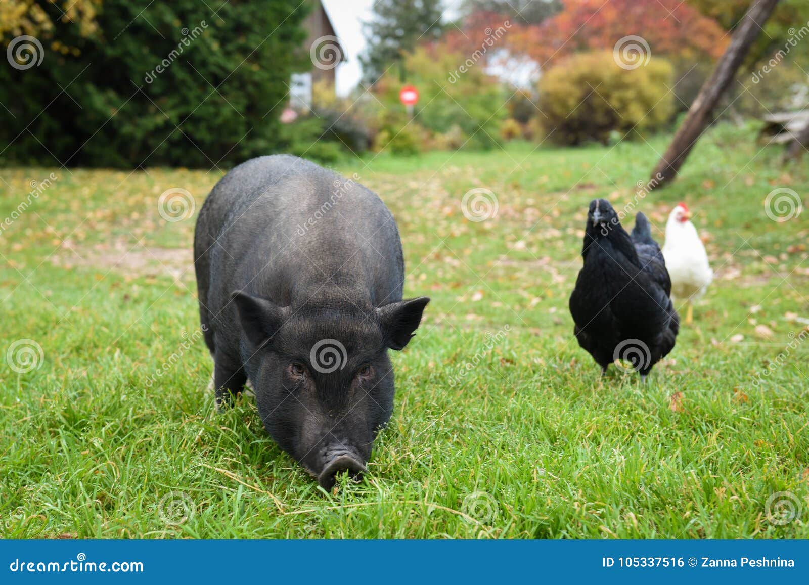 Hens Pig Yard Stock Photos - Free & Royalty-Free Stock Photos from ...