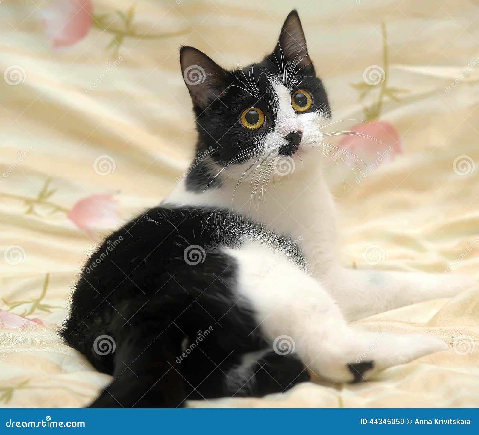 Funny black and white cat stock image. Image of cute - 44345059