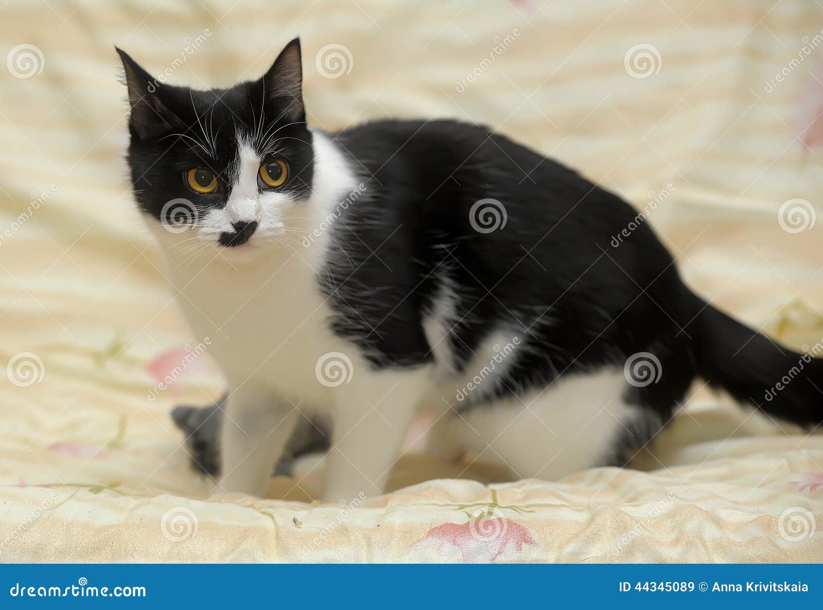Funny black and white cat stock image. Image of animal - 44345089