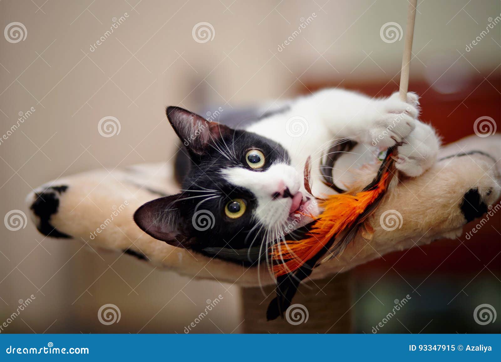 Funny Black and White Cat Playing Stock Image - Image of beast ...
