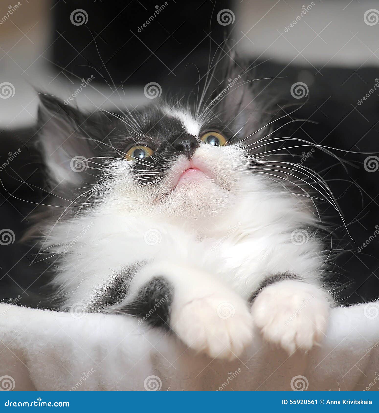 Funny Black and White Kitten Stock Image - Image of beautiful, freiraum ...