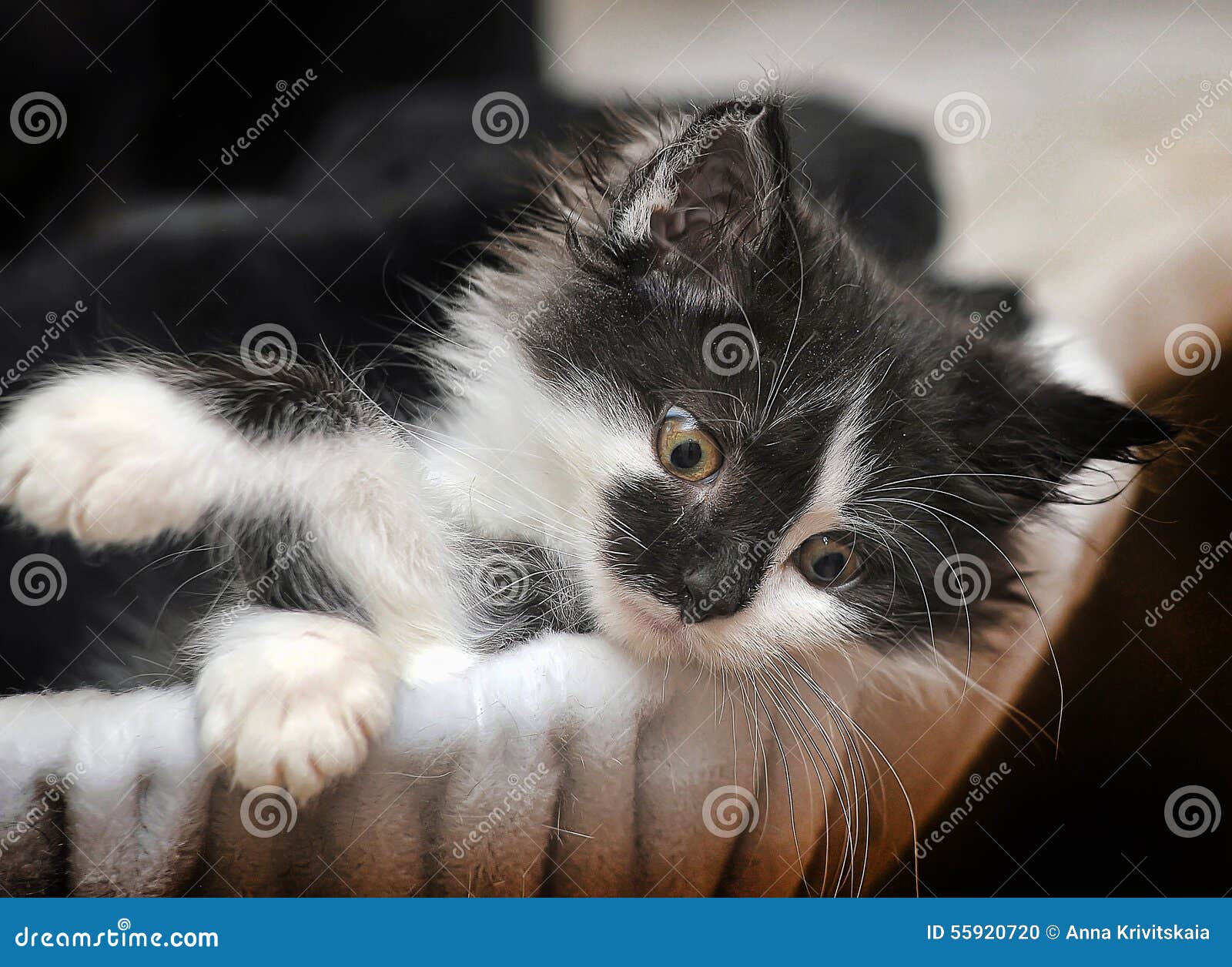 Funny Black and White Kitten Stock Photo - Image of beautiful, house ...