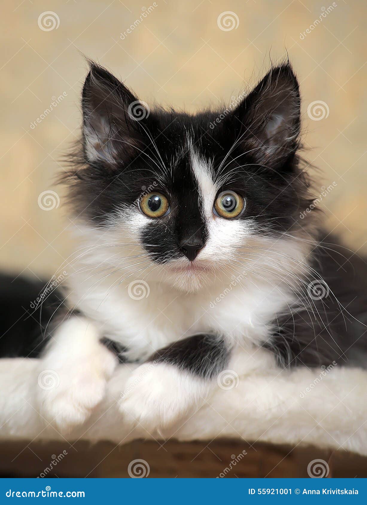 Funny Black and White Kitten Stock Image - Image of animals, domestic ...