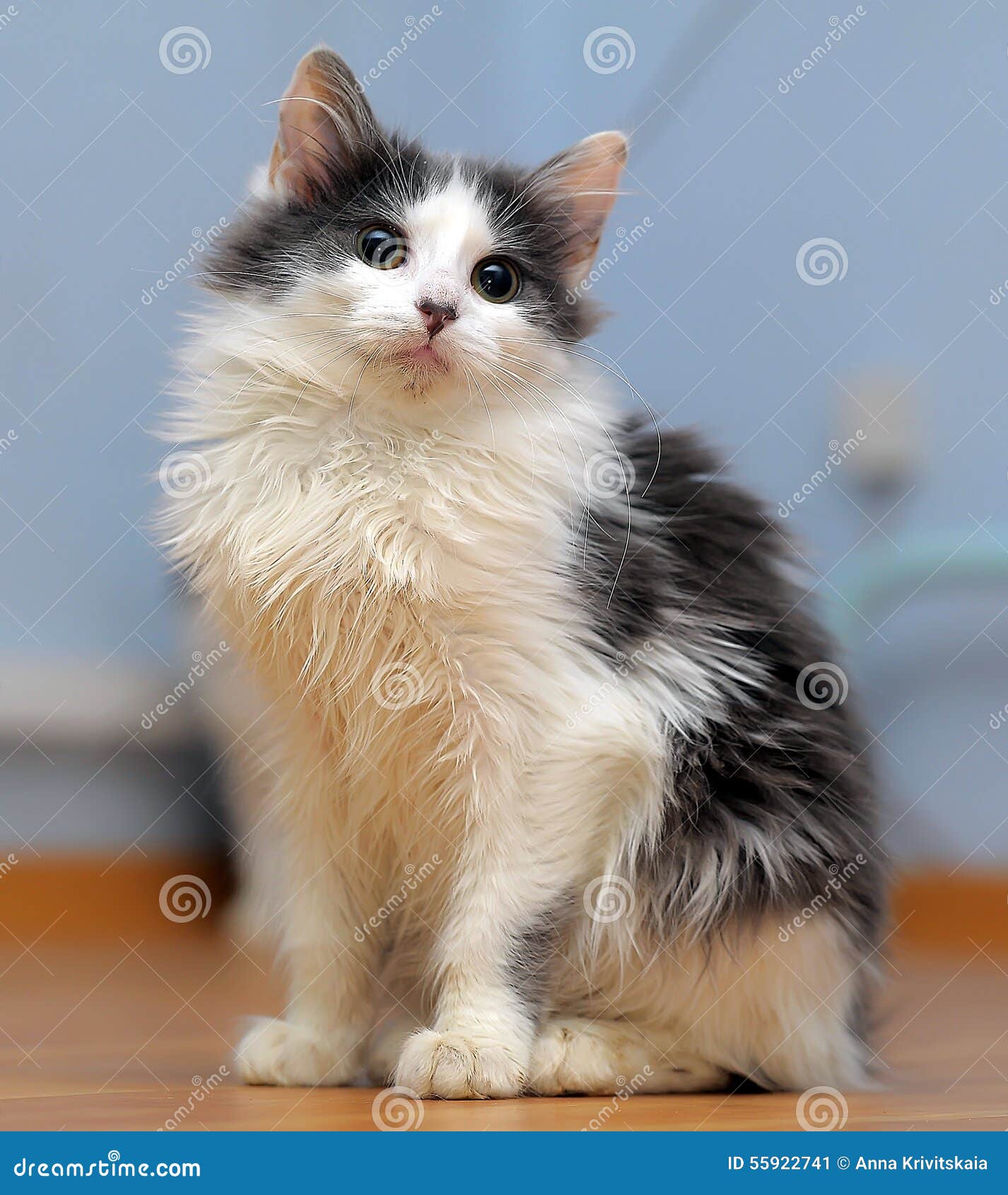 Funny Black and White Kitten Stock Image - Image of ears, attention ...