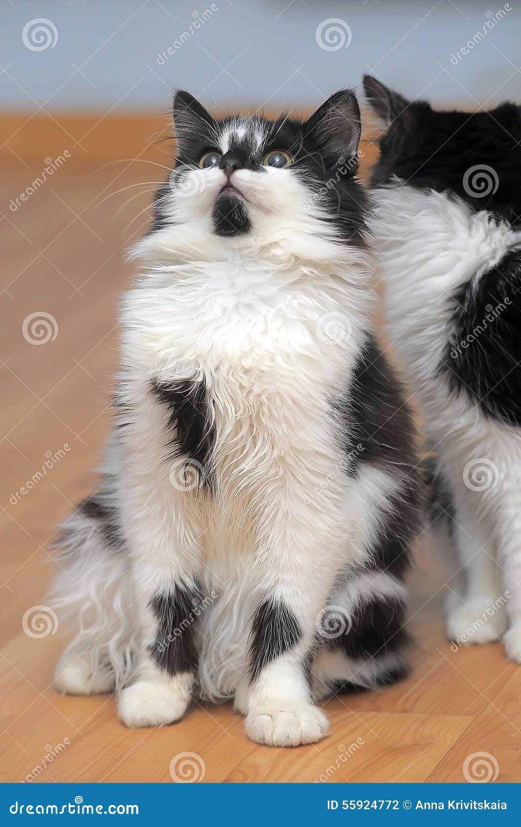 Funny Black and White Kitten Stock Photo - Image of eyes, fluffy: 55924772