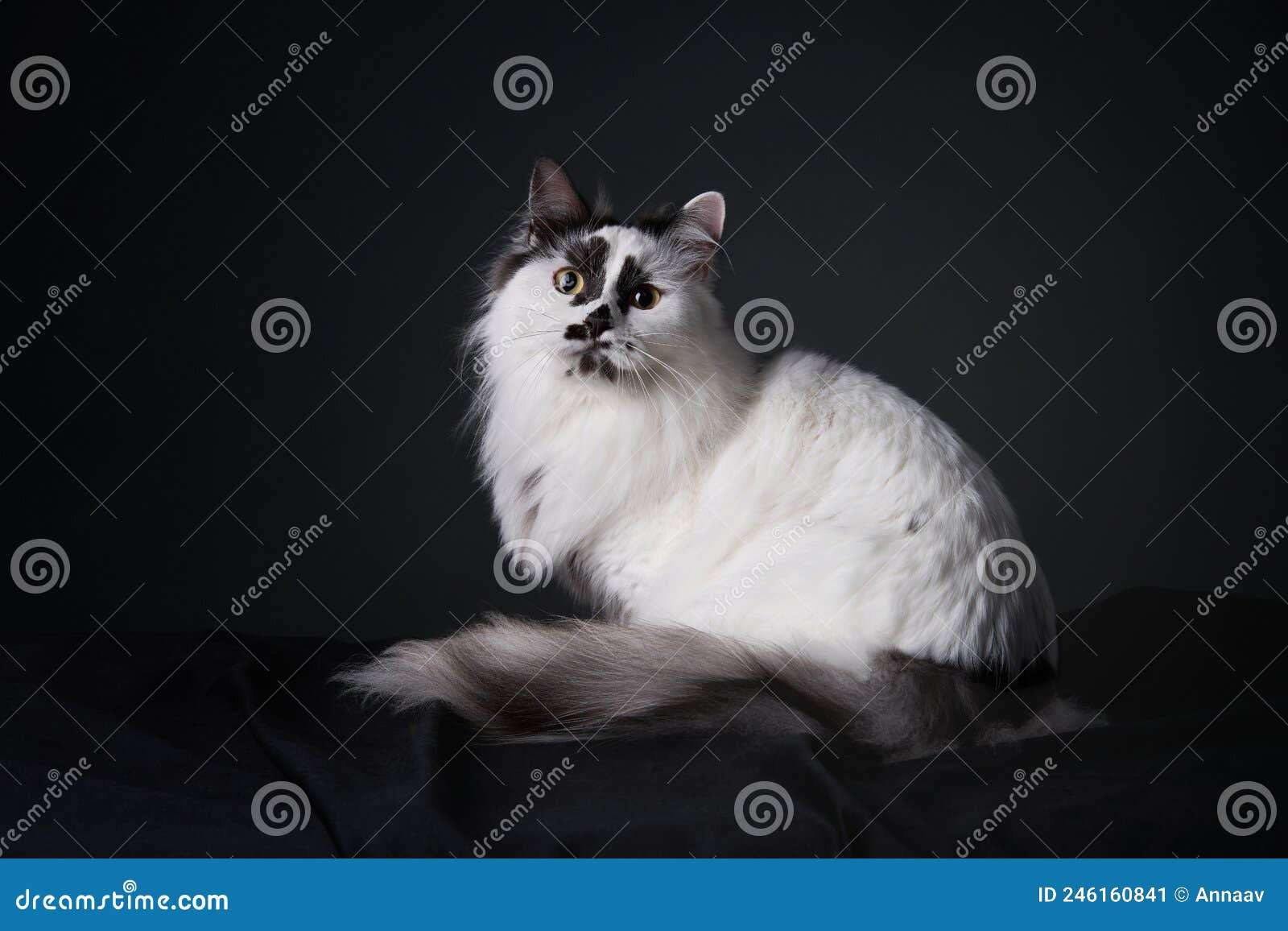 Skookum Cat Black And White