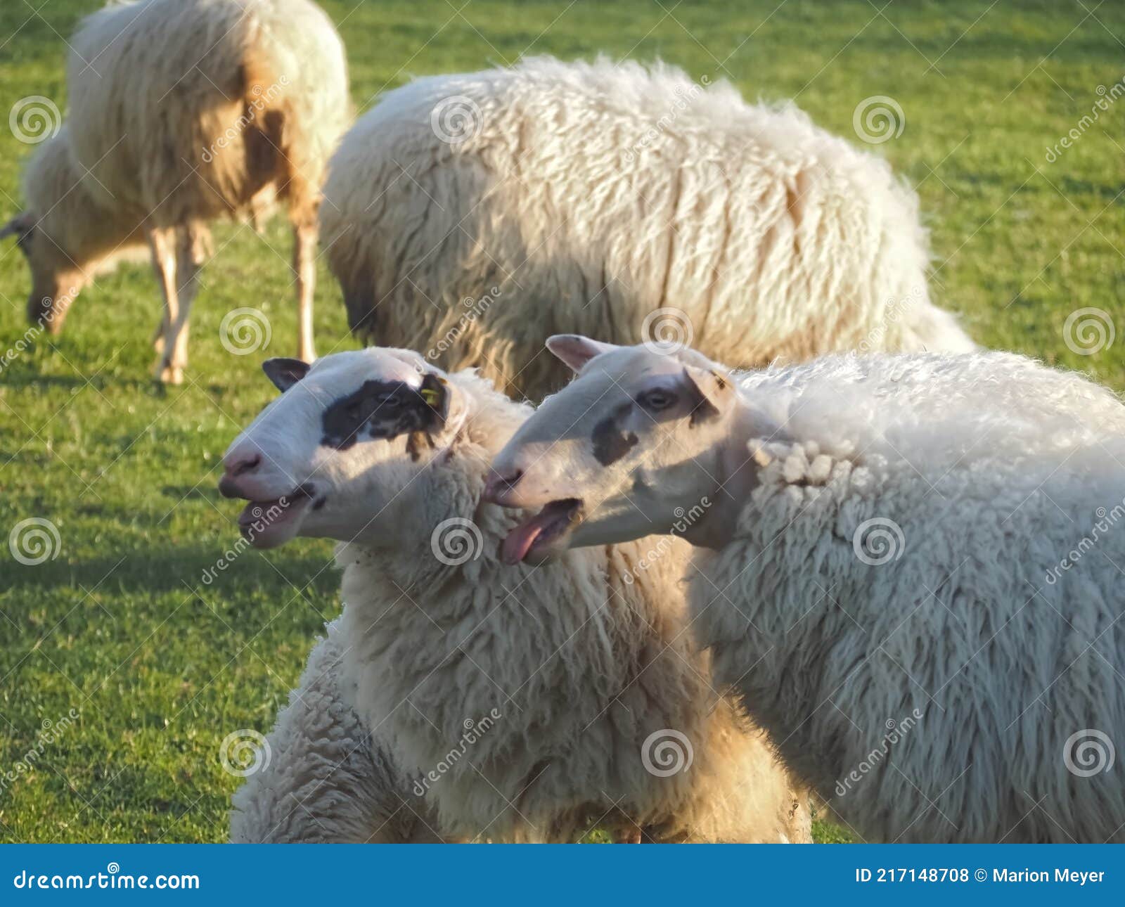 Funny Bleating White Sheep on a Meadow Stock Photo - Image of animal ...