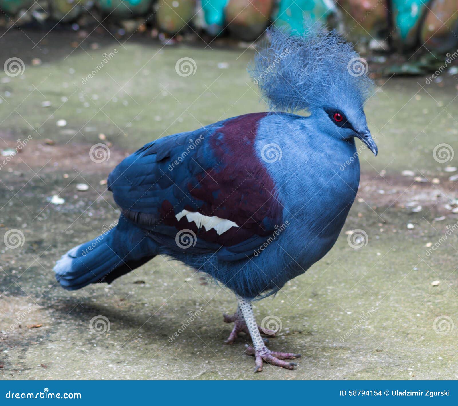 Funny blue bird stock photo. Image of feather, environmental - 58794154