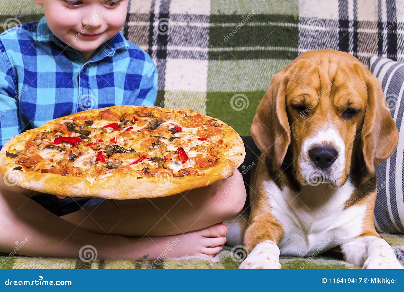 Funny Boy and Dog Beagle Eating Pizza Stock Image - Image of sofa ...