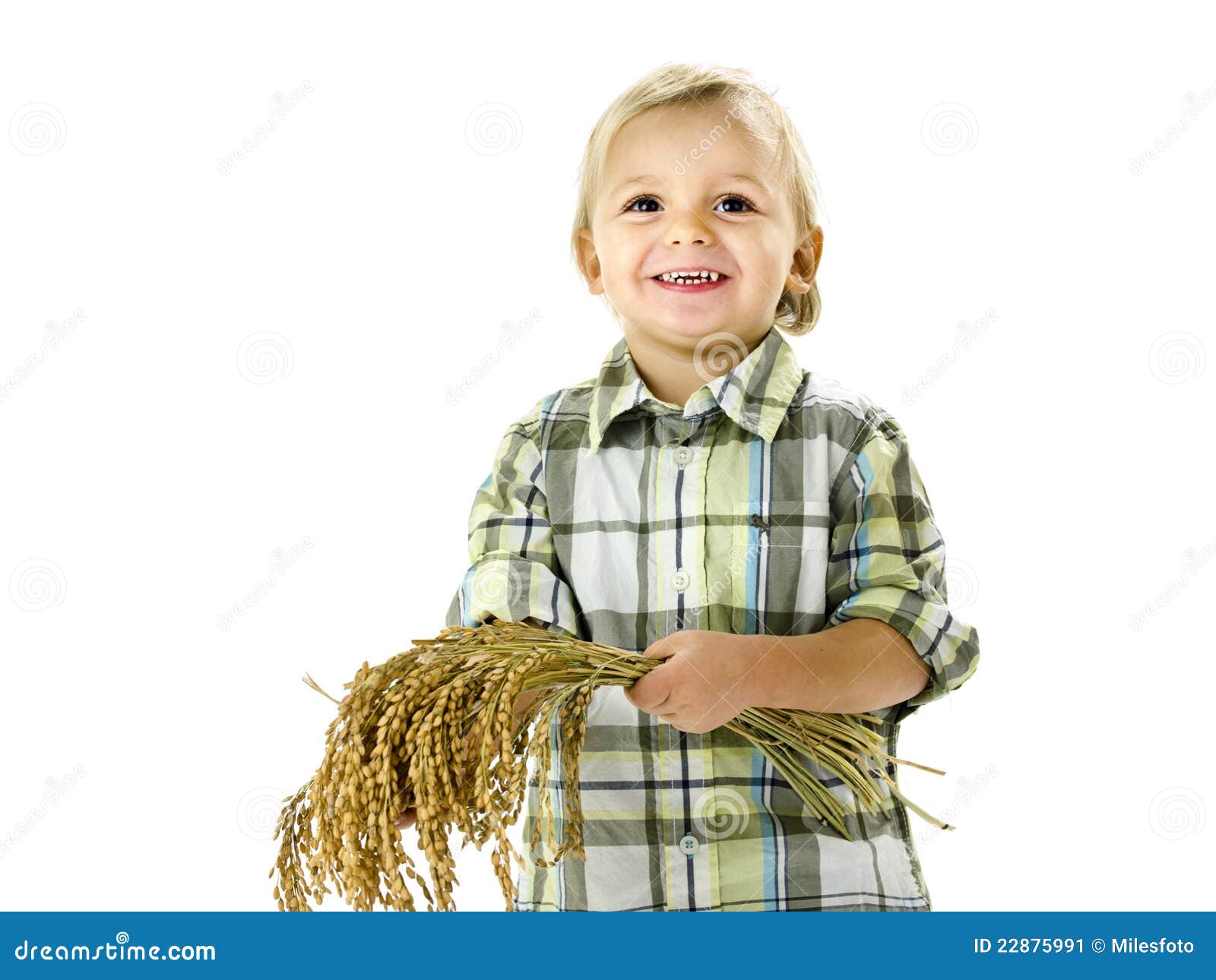 Funny Boy with Rice Plants in the Hands Stock Image - Image of shirt ...