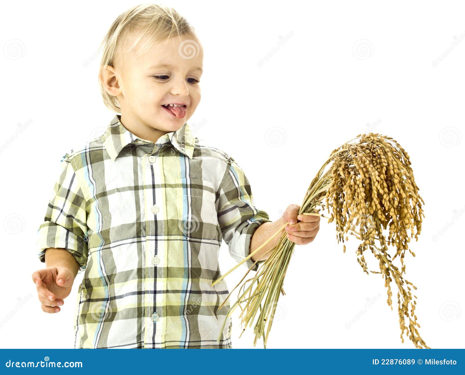 Funny Boy with Rice Plants in the Hands Stock Image - Image of plaid ...