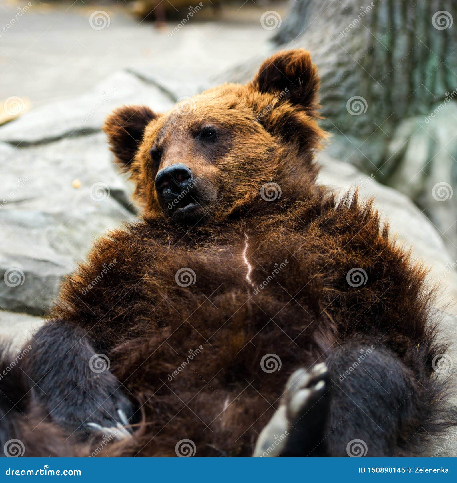 Funny brown bear stock image. Image of dangerous, tree - 150890145