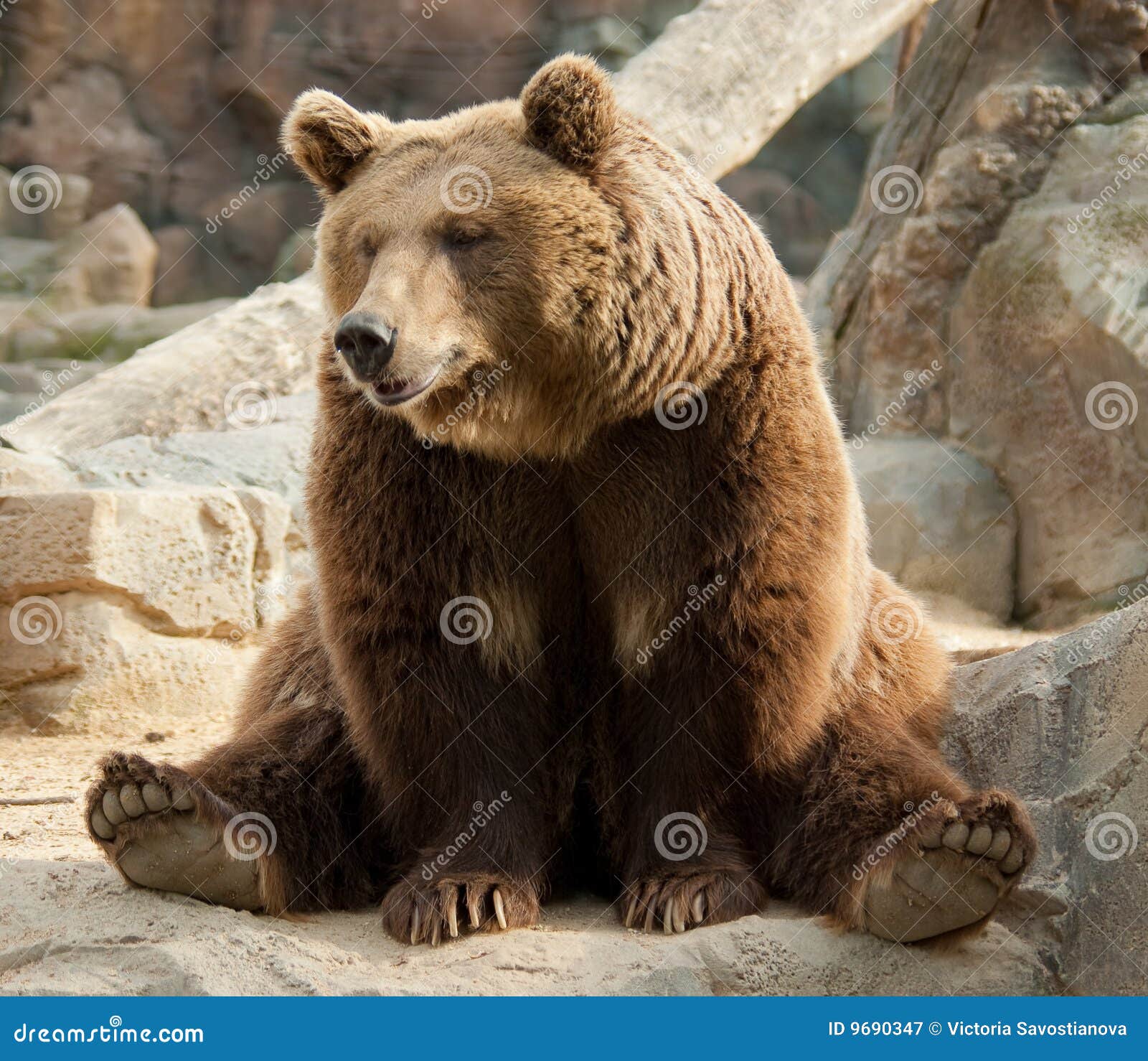 Funny brown bear stock image. Image of funny, rock, bear - 9690347