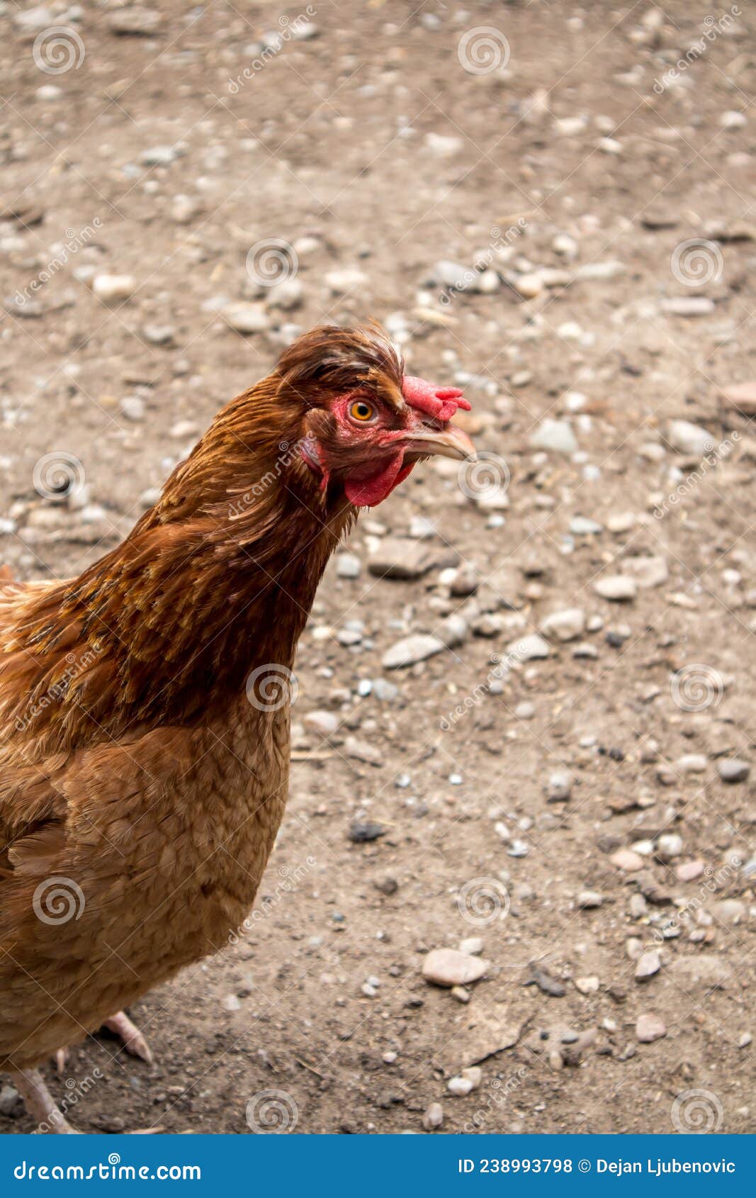 Funny Brown Hen Looking and Posing To Camera. Close Up Portrait Stock ...