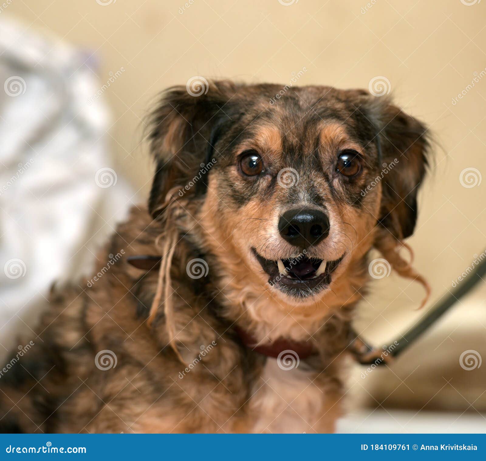 Funny brown pooch dog stock image. Image of nature, face - 184109761
