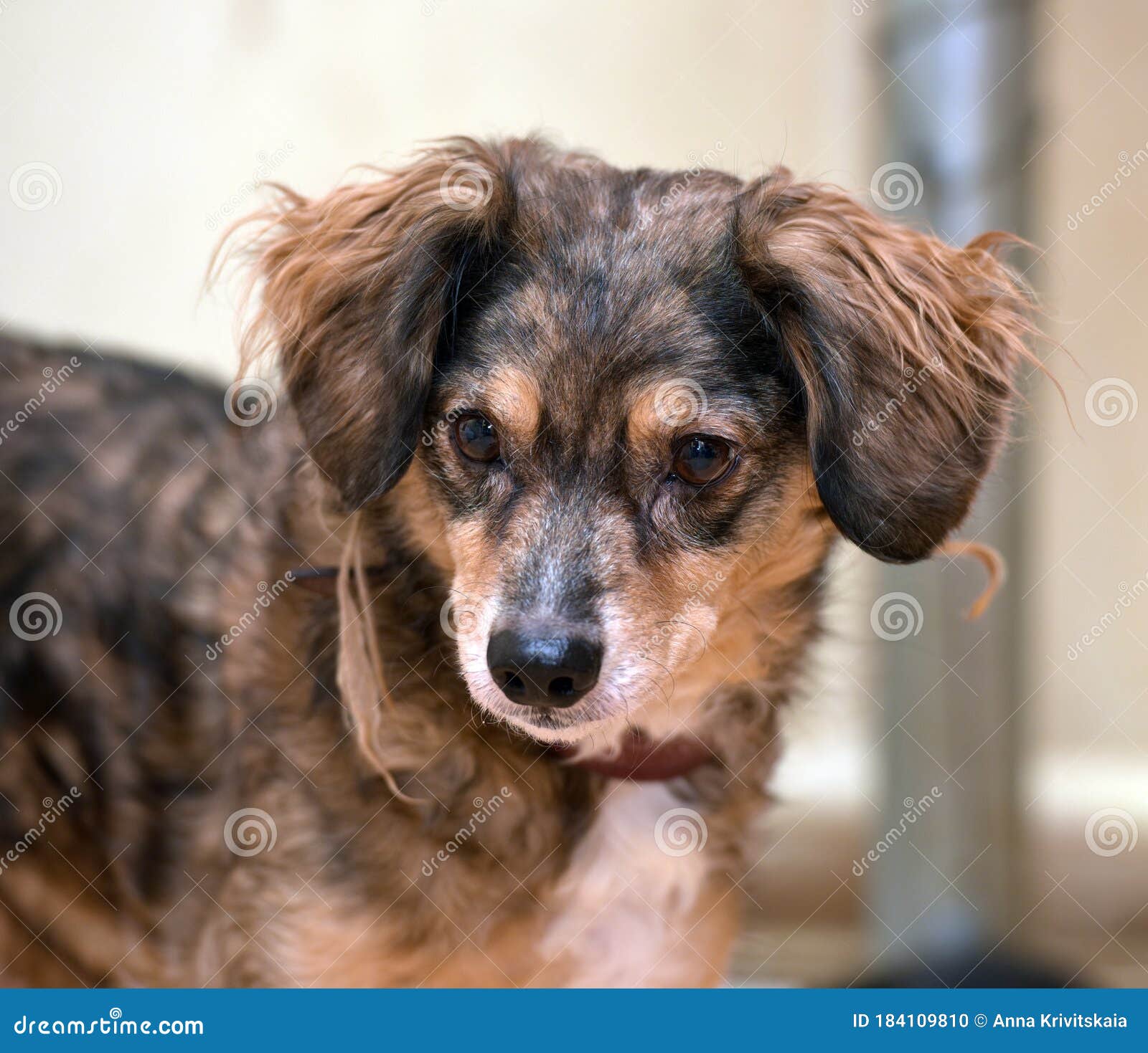 Funny brown pooch dog stock photo. Image of listen, audio - 184109810